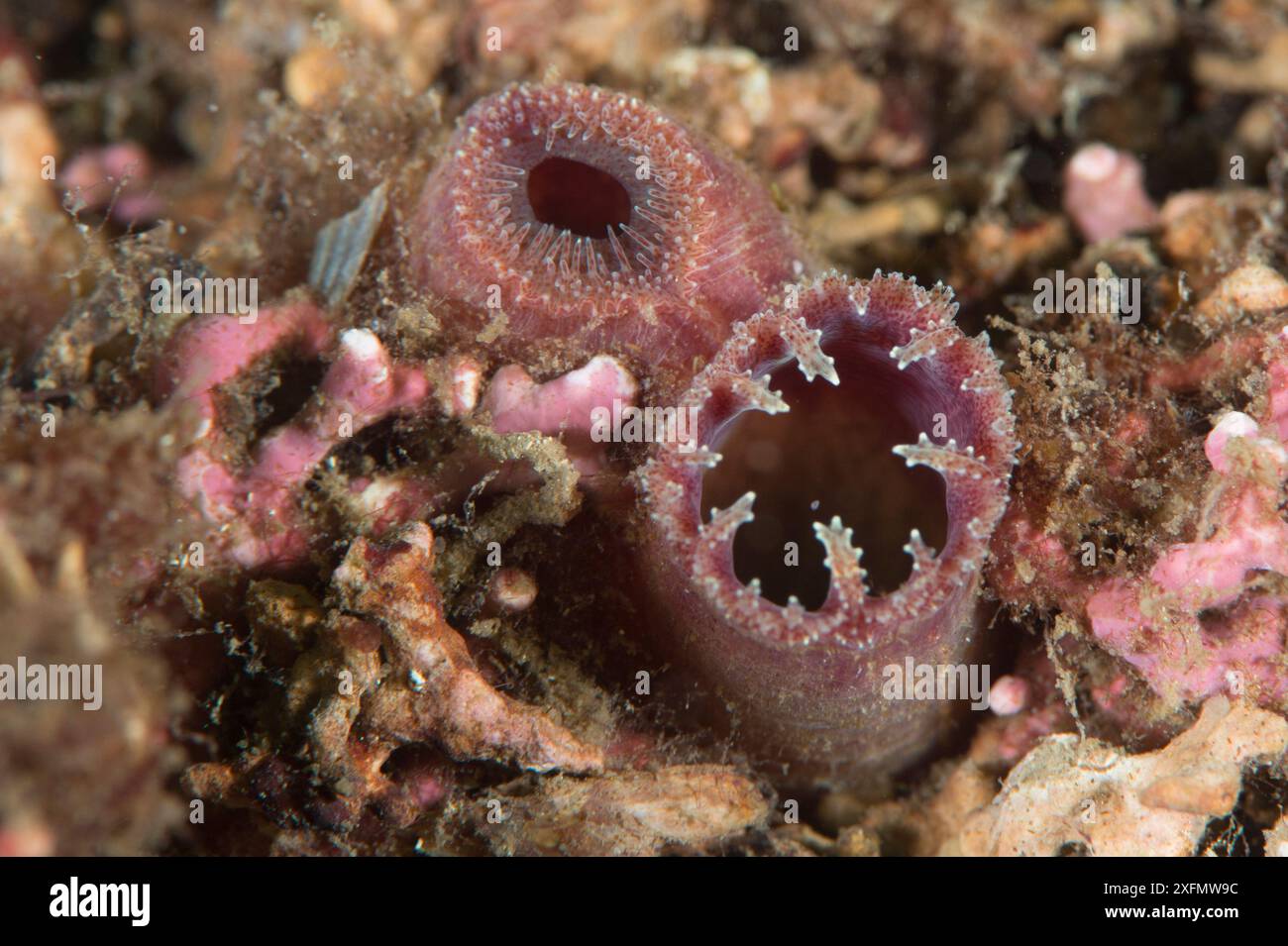 Maerl scottish waters hi-res stock photography and images - Alamy