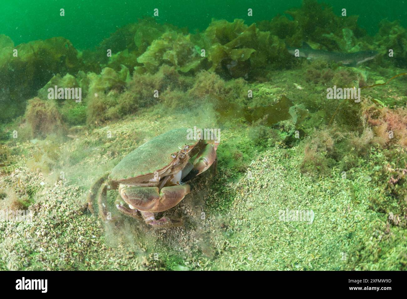 Edible crab (Cancer pagurus) digging in maerl bed, South Arran Marine ...