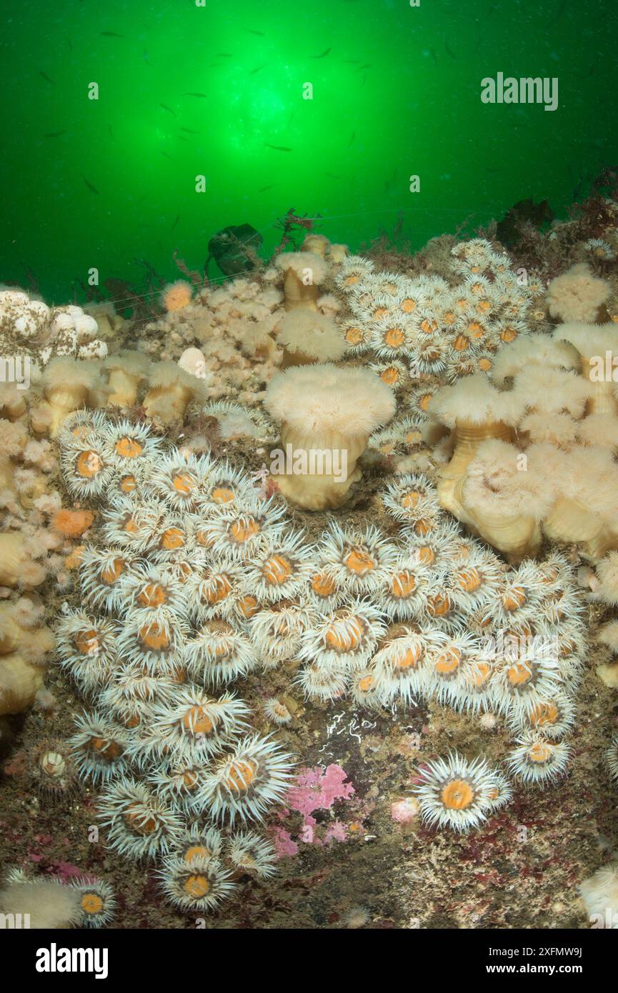 Elegant anemone (Sagartia elegans) and Plumose anemone (Metridium ...