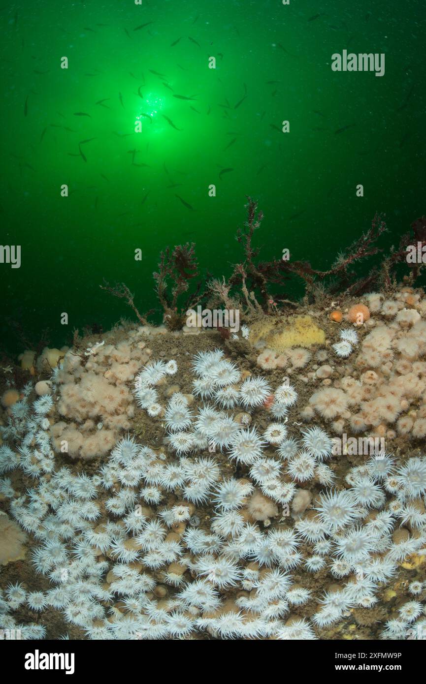 Elegant anemone (Sagartia elegans) and Plumose anemone (Metridium ...