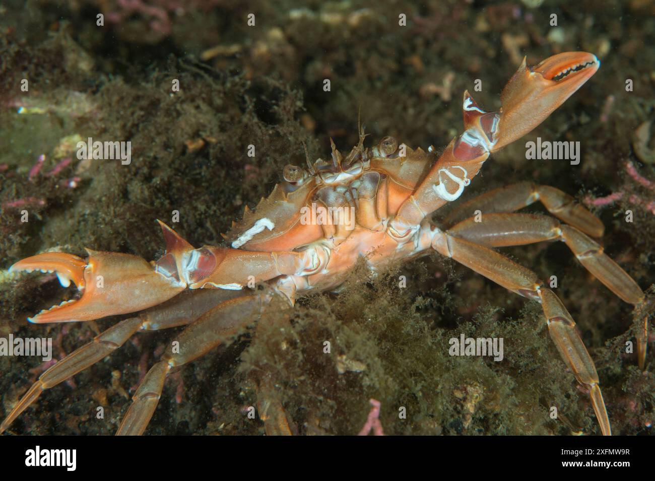 Harbour crab (Liocarcinus depurator) in maerl bed, South Arran Marine ...