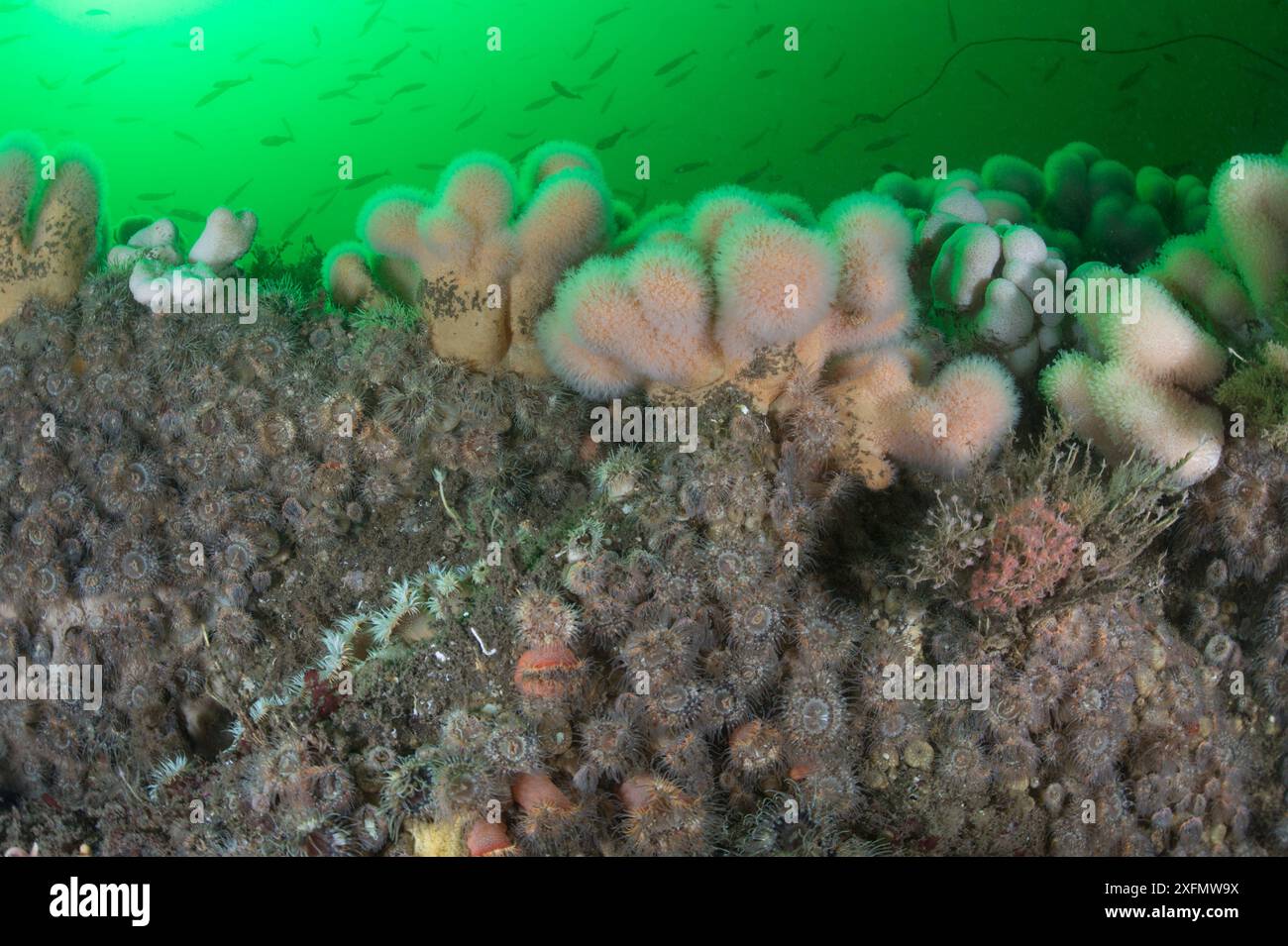 Elegant anemone (Sagartia elegans) and Dead man's finger (Alcyonium ...