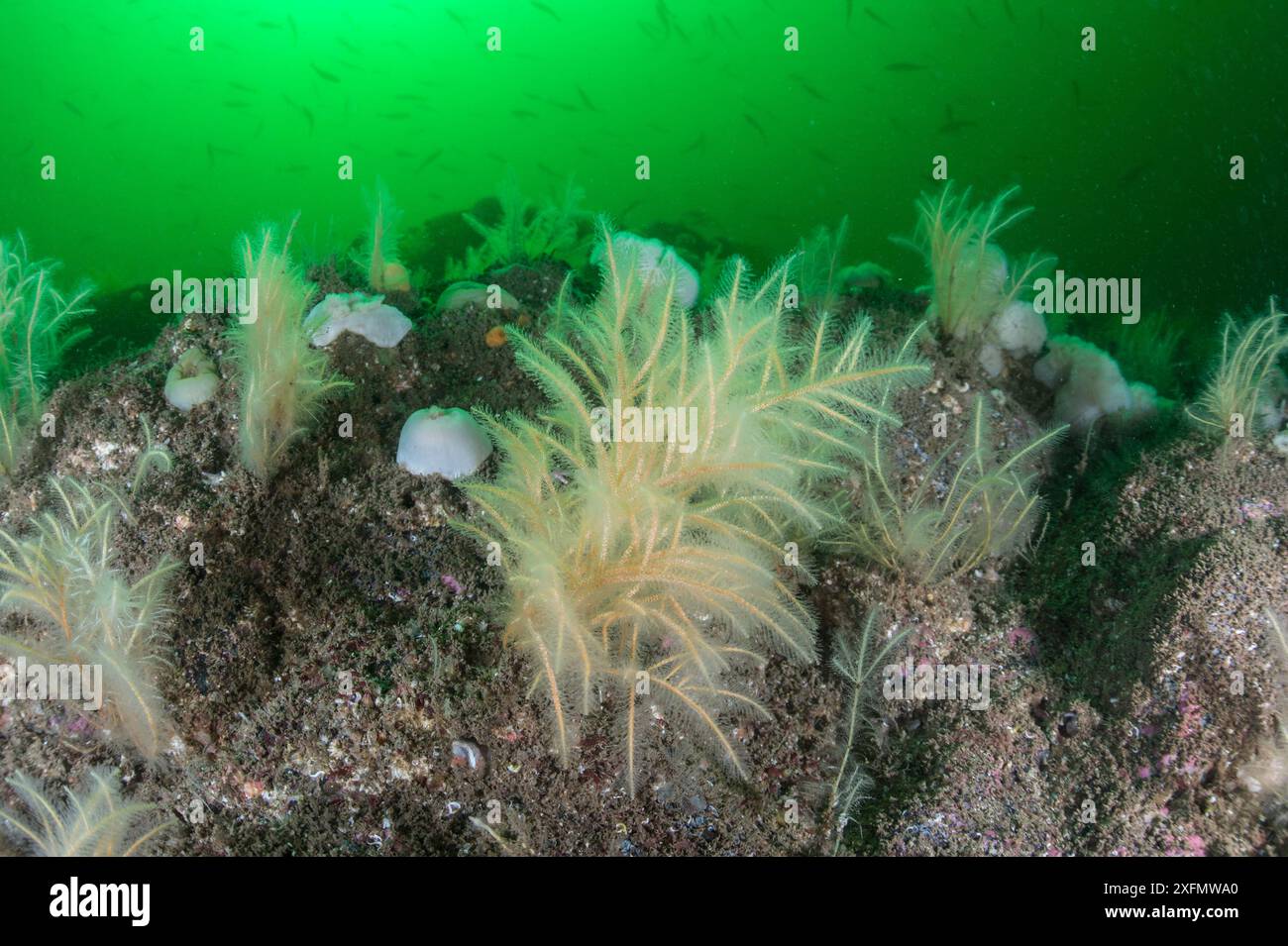 Thecate hydroids hi-res stock photography and images - Alamy