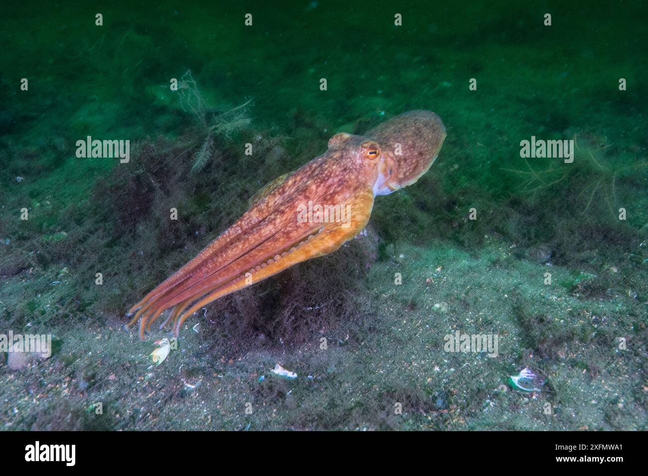 Octopi swimming hi-res stock photography and images - Alamy