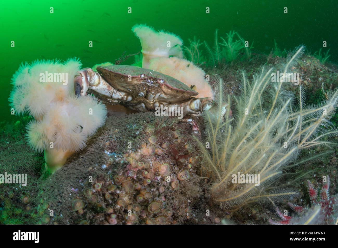 Edible crab (Cancer pagurus) sitting between hydroids (Nemertesia ...