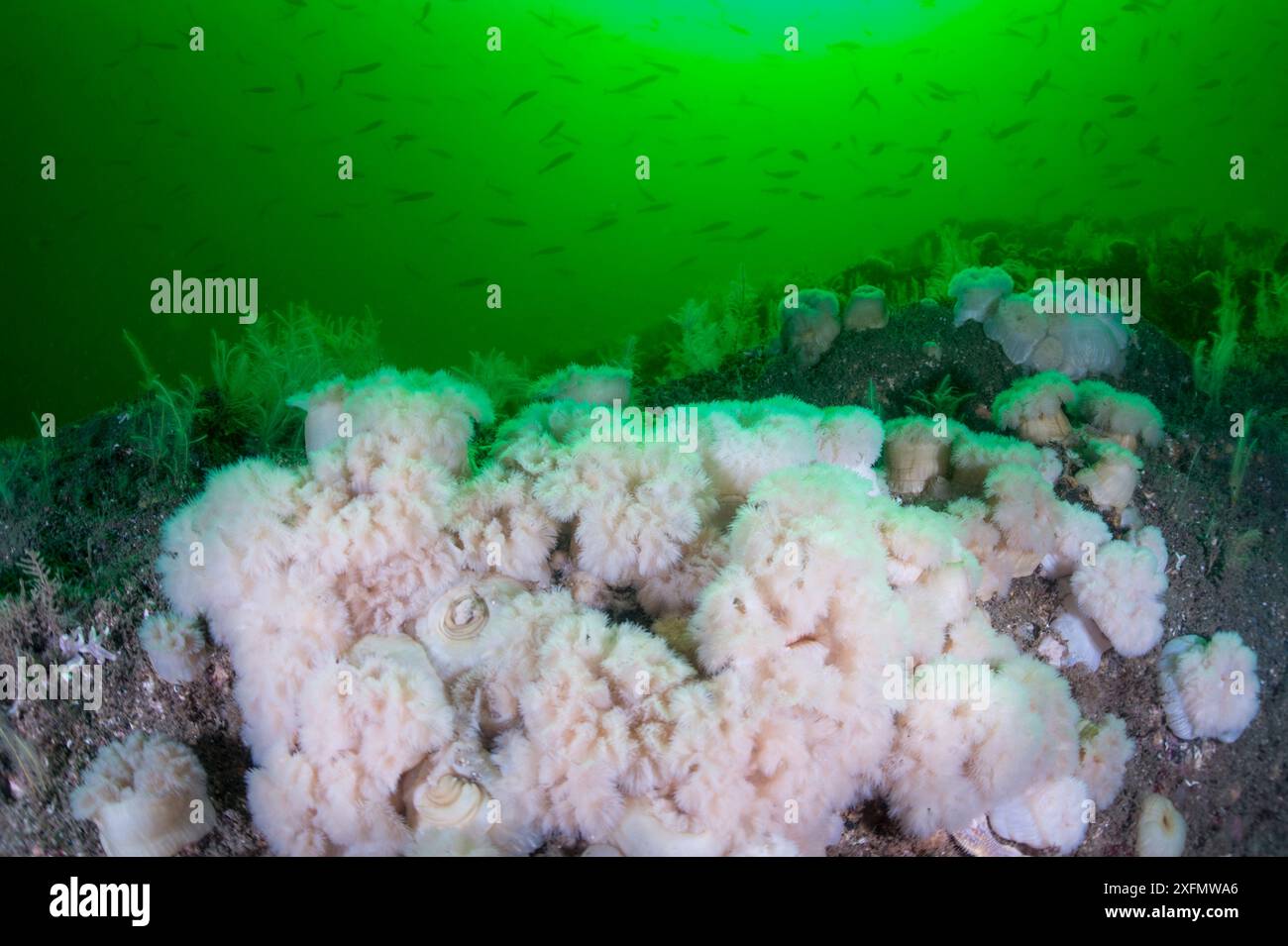 Plumose anemone (Metridium senile) with fish swimming in plankton bloom ...