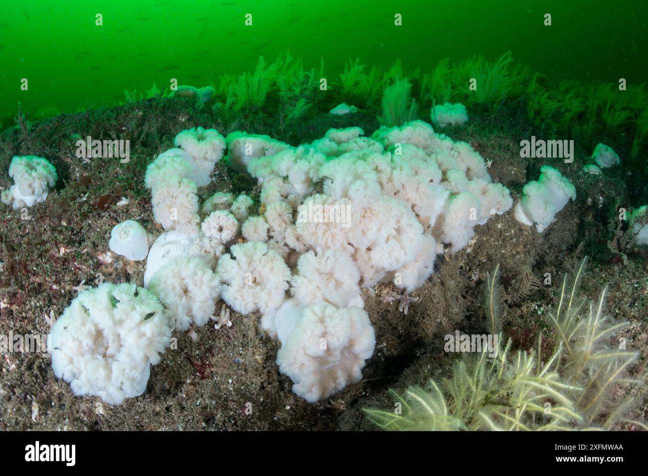 Thecate hydroids hi-res stock photography and images - Alamy