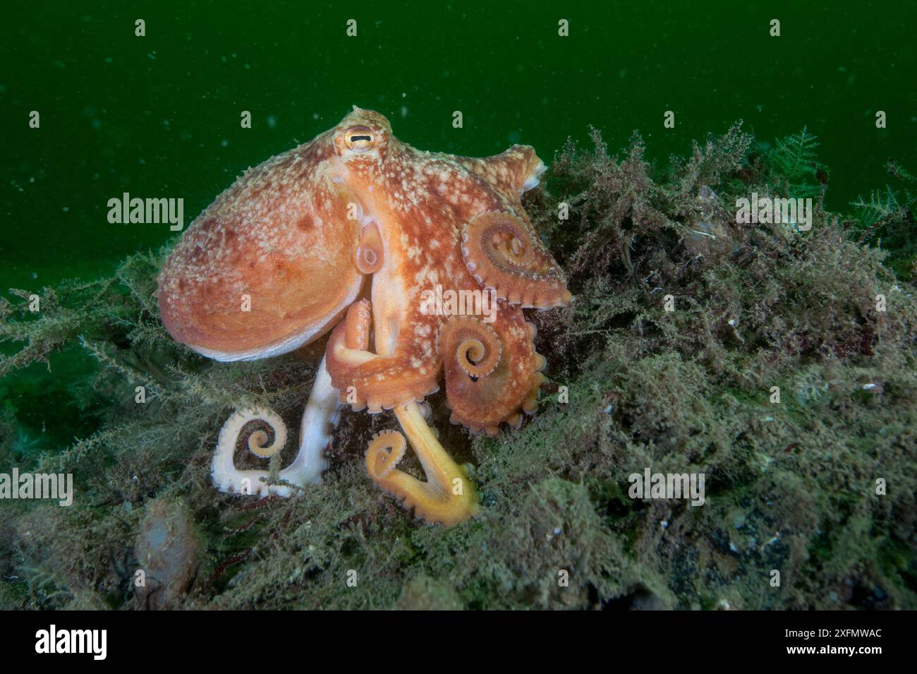Octopus uk underwater hi-res stock photography and images - Alamy