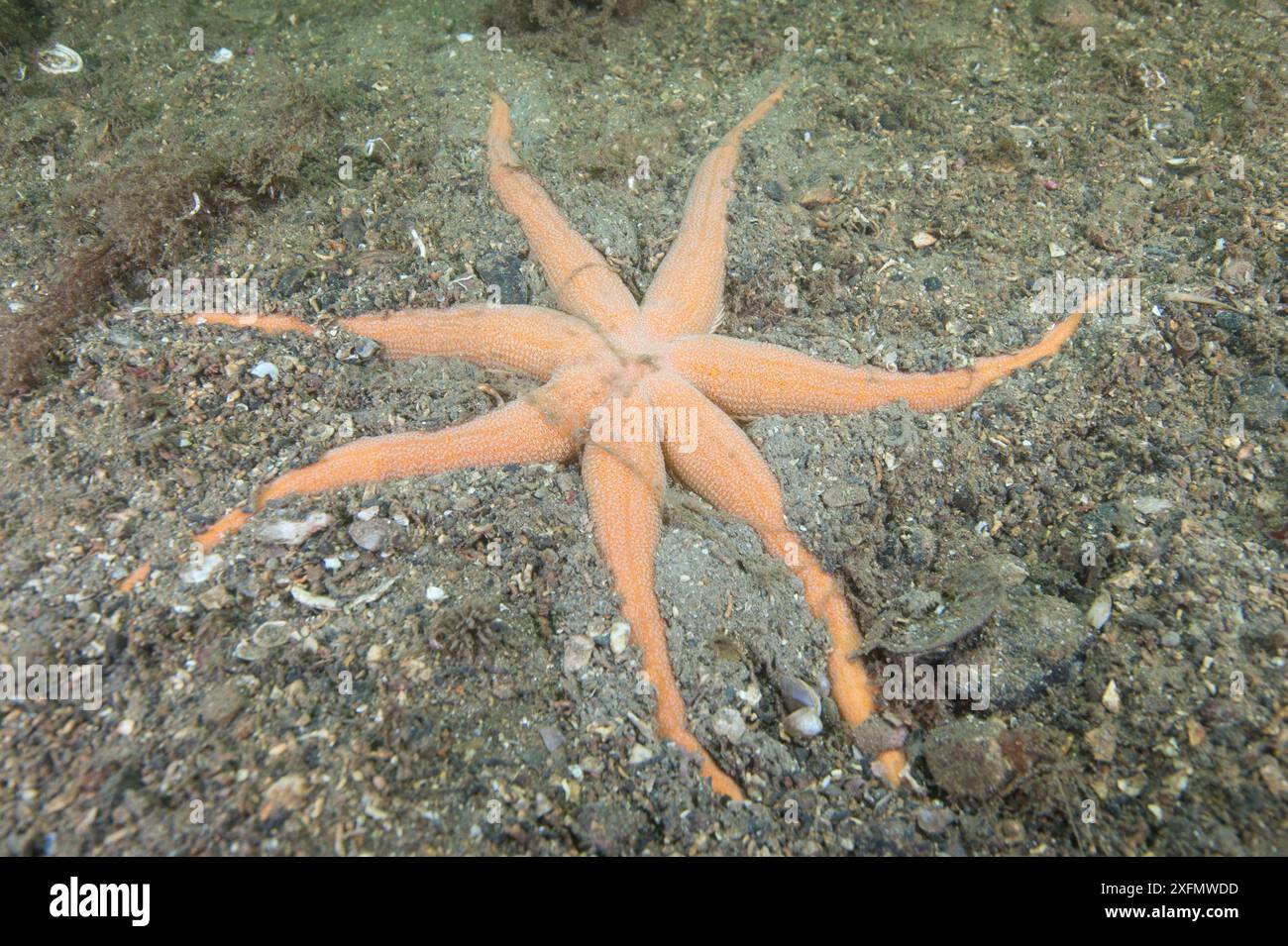 Seven armed starfish (Luidia ciliaris) semi buried in the seabed, South ...
