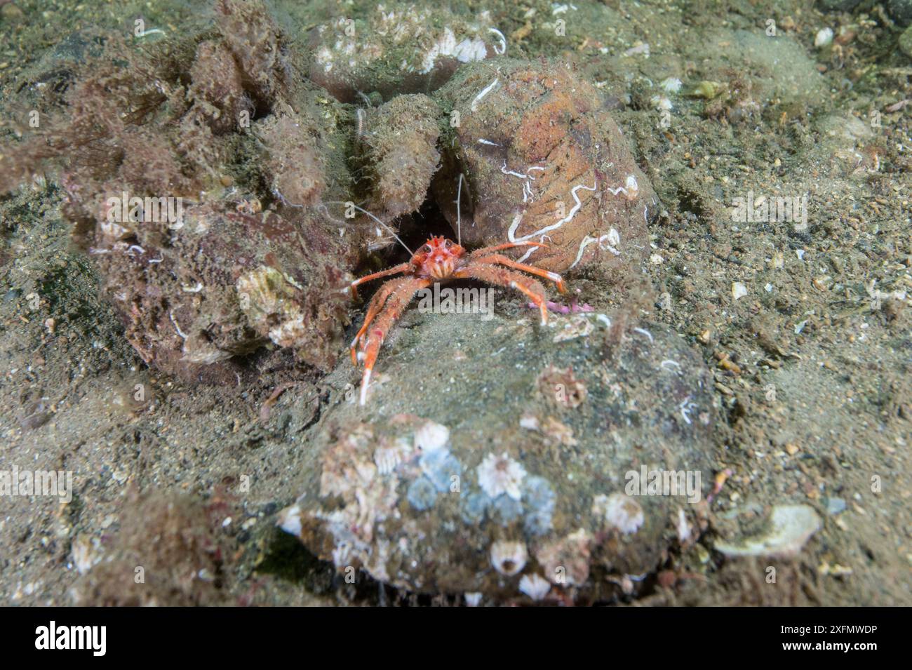 Long clawed squat lobster (Munida rugosa) amongst small boulders ...
