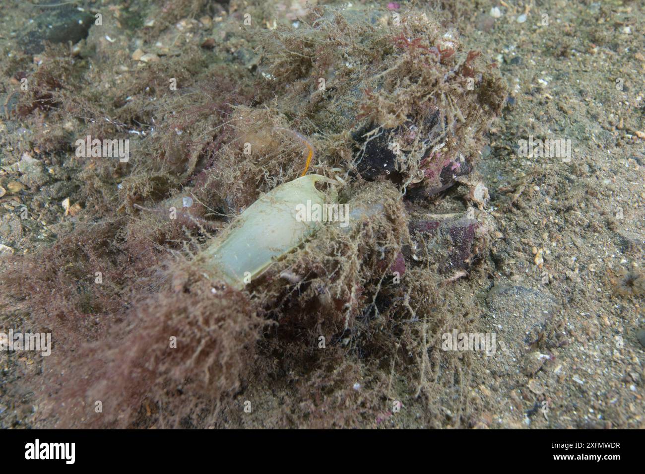 Cat shark egg attached to seaweed and animal turf on sea floor, South ...