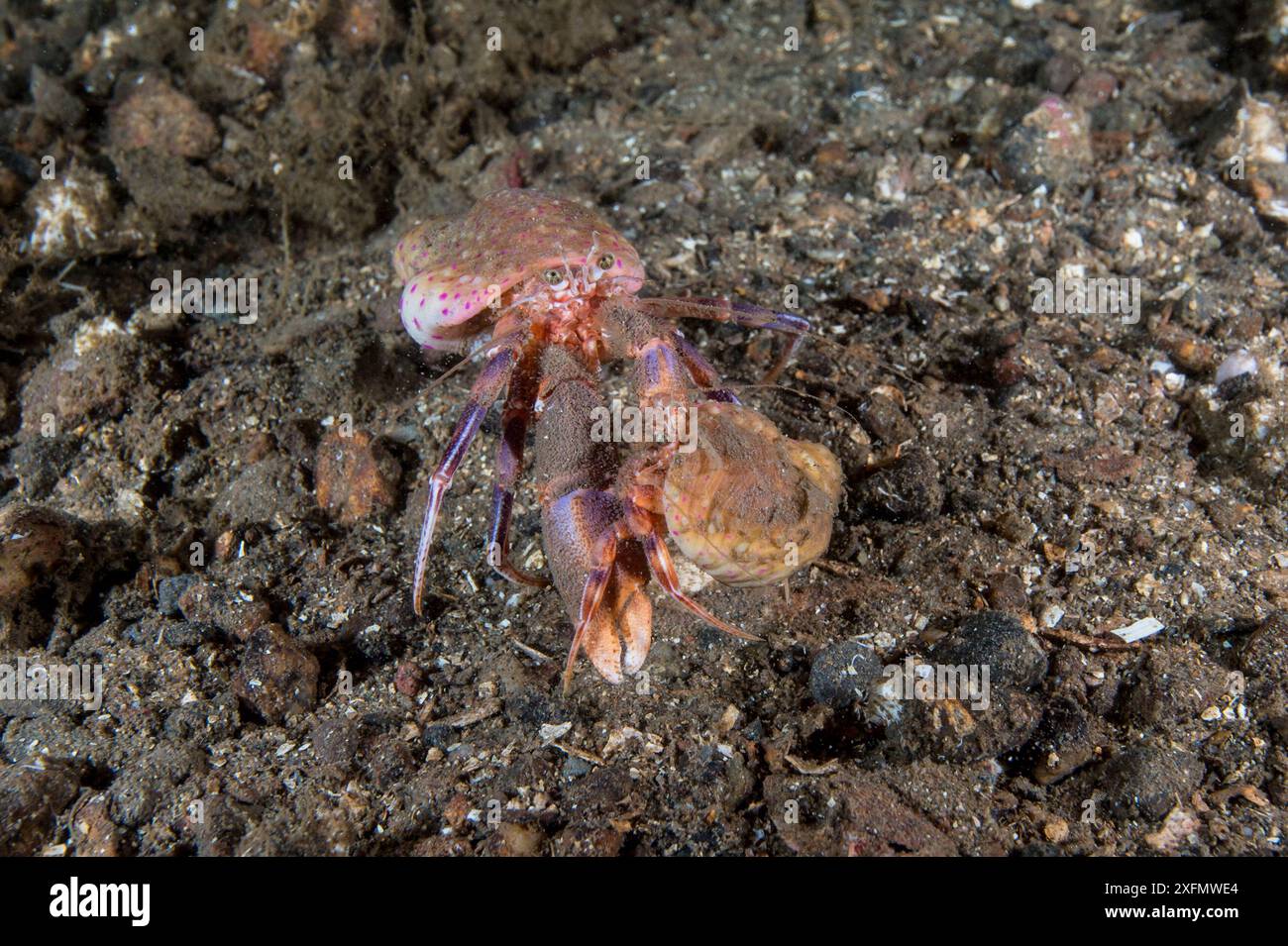 Hermit crab (Pagurus prideauxi) with Cloak anemone (Adamsia palliata ...
