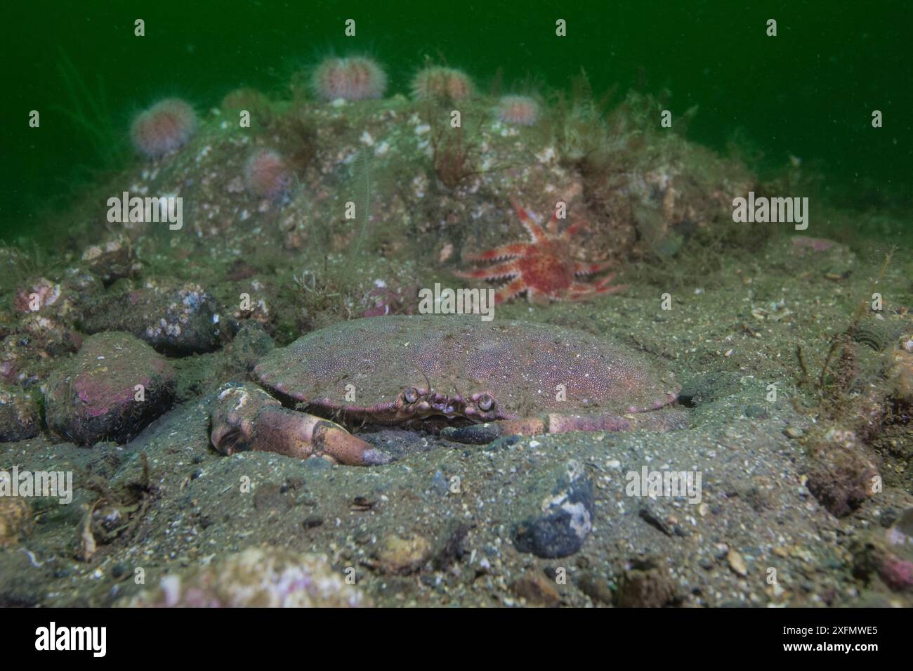 Edible crab (Cancer pagurus) semi buried in the seabed amongst boulders ...