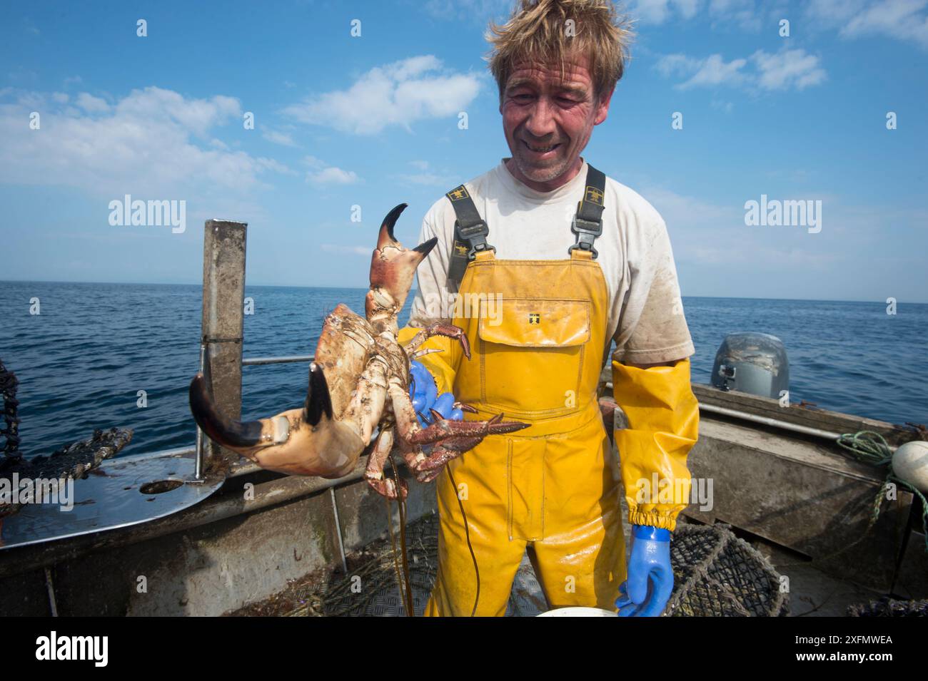 Fisherman aboard boat holding Edible crab (Cancer pagurus) caught in ...