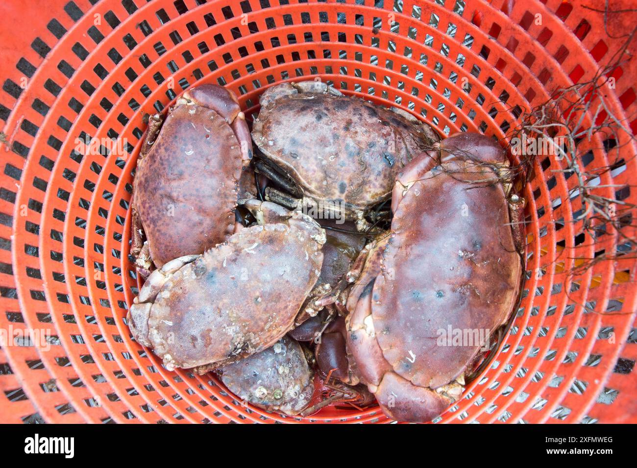 Catch of Edible crabs (Cancer pagurus) in plastic basket, Lamlash Bay ...
