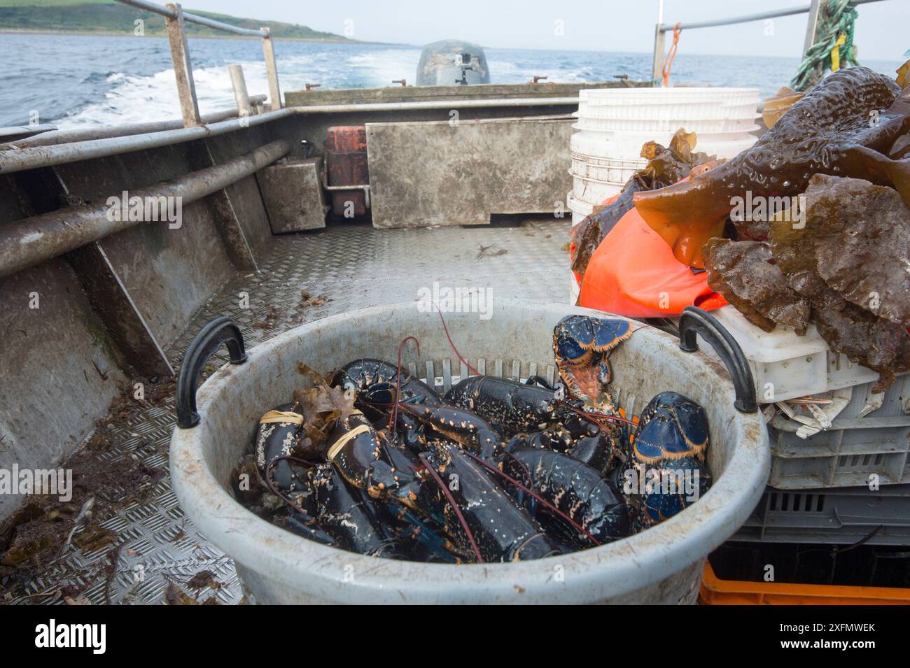 Catch of Common lobster (Homarus gammarus) in plastic basket aboard ...