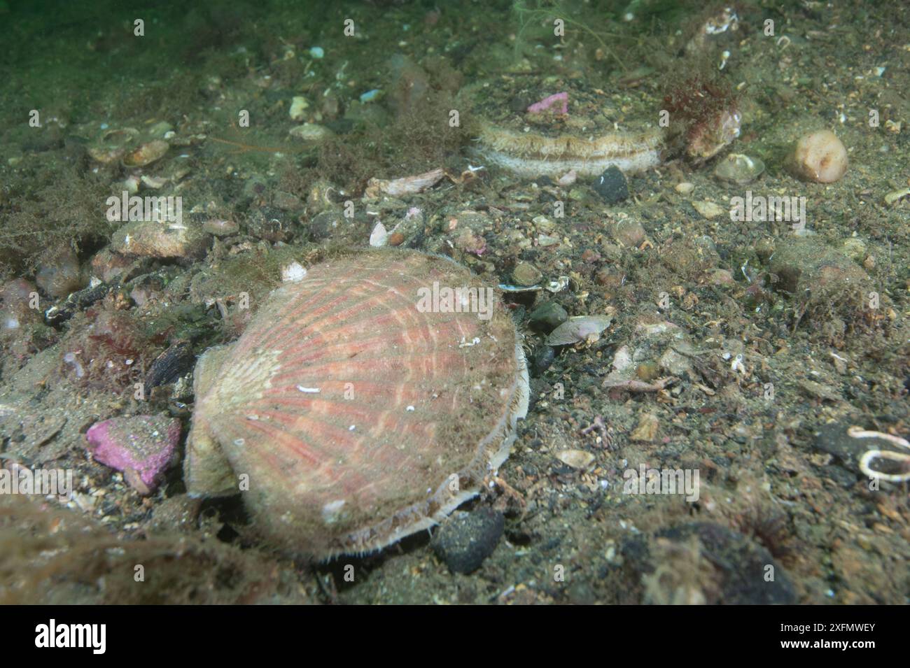 Two King scallops (Pecten maximus), South Arran Marine Protected Area ...