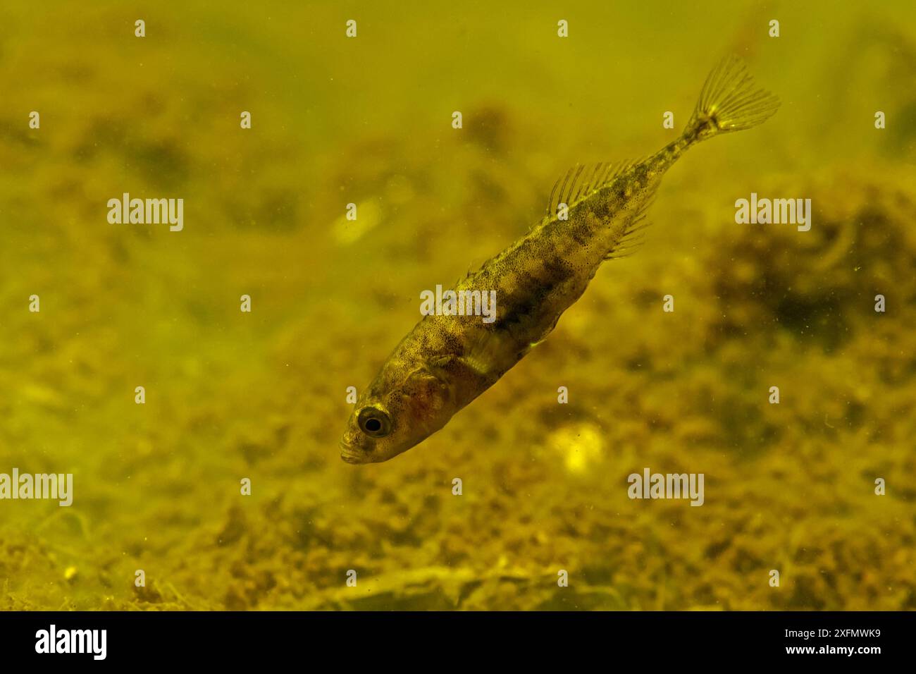 Ten-spined stickleback (Pungitius pungitius) in pond, the Netherlands ...