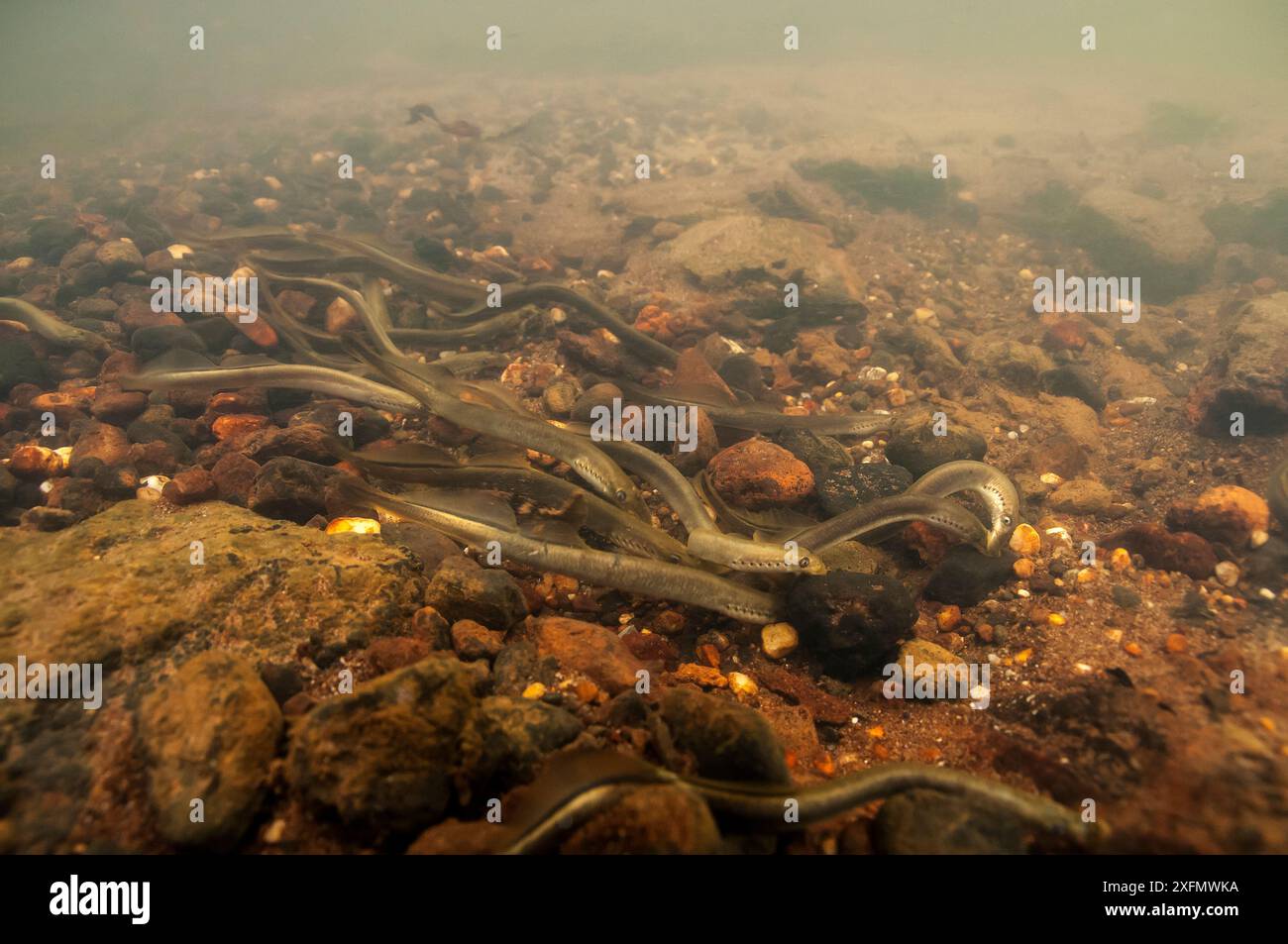 Brook lampreys (Lampetra planeri) mating in a shallow stream, the ...