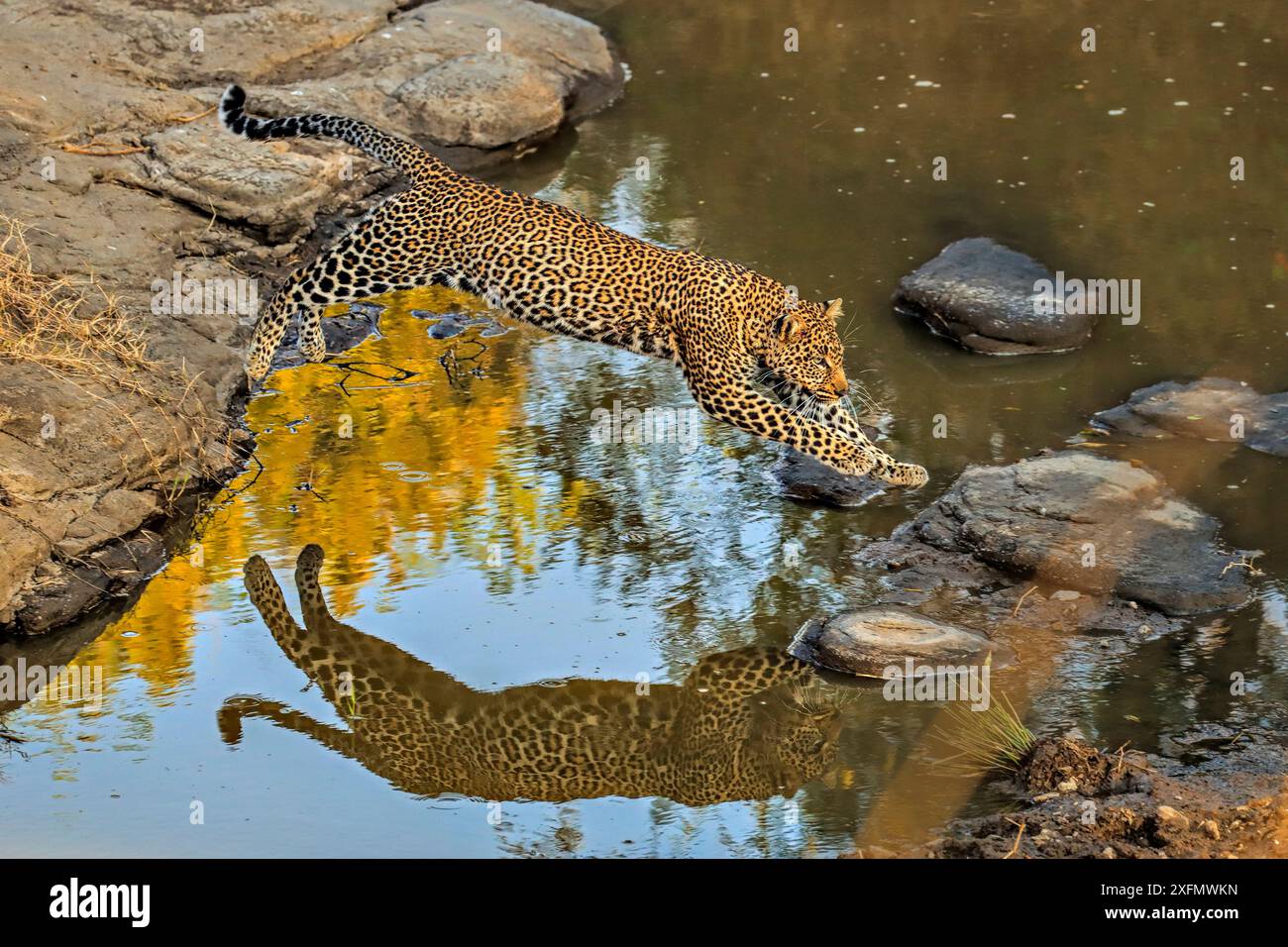Leopard panthera pardus jumping hi-res stock photography and images - Alamy