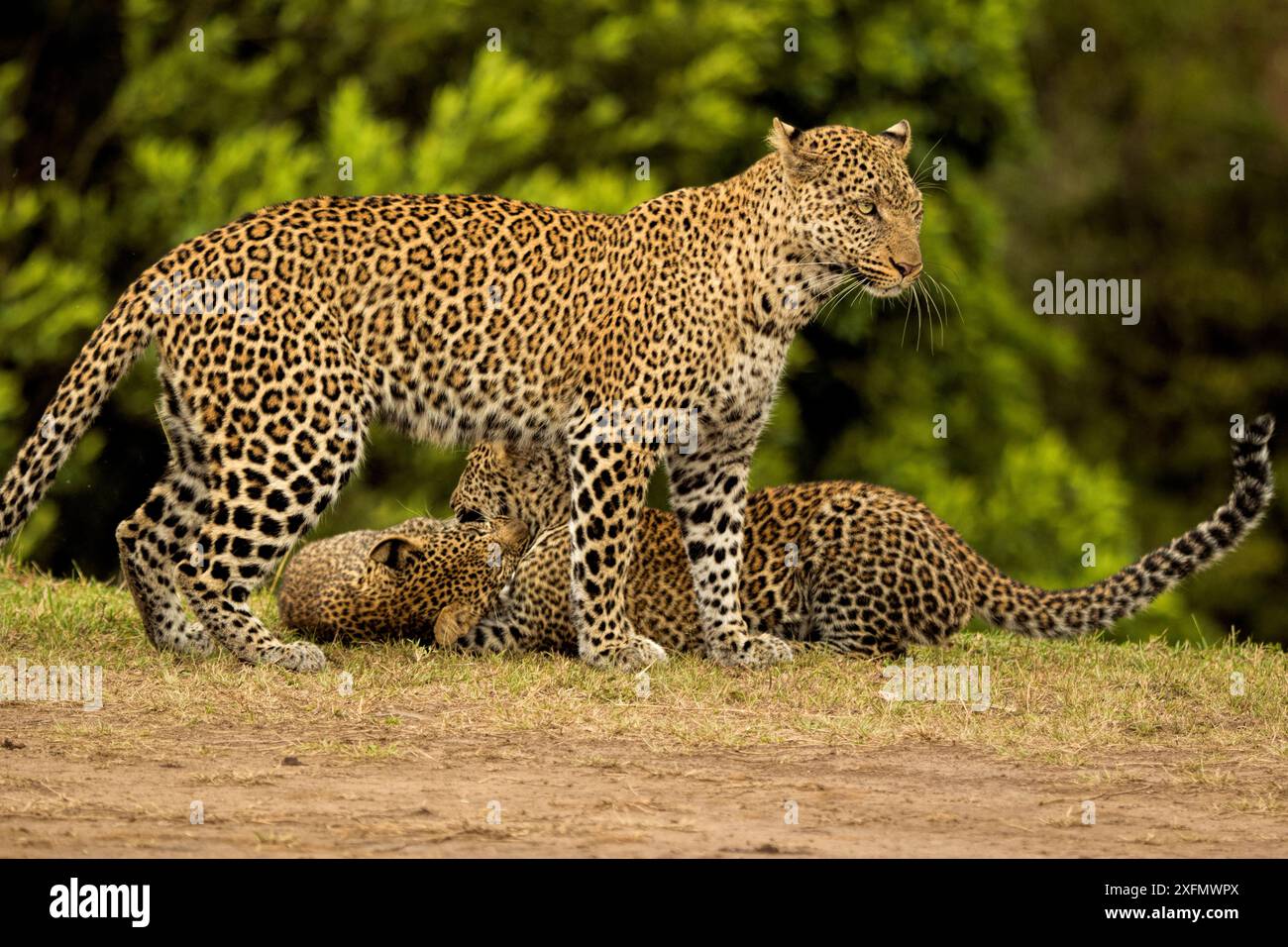 Leopard cub african leopards hi-res stock photography and images - Alamy