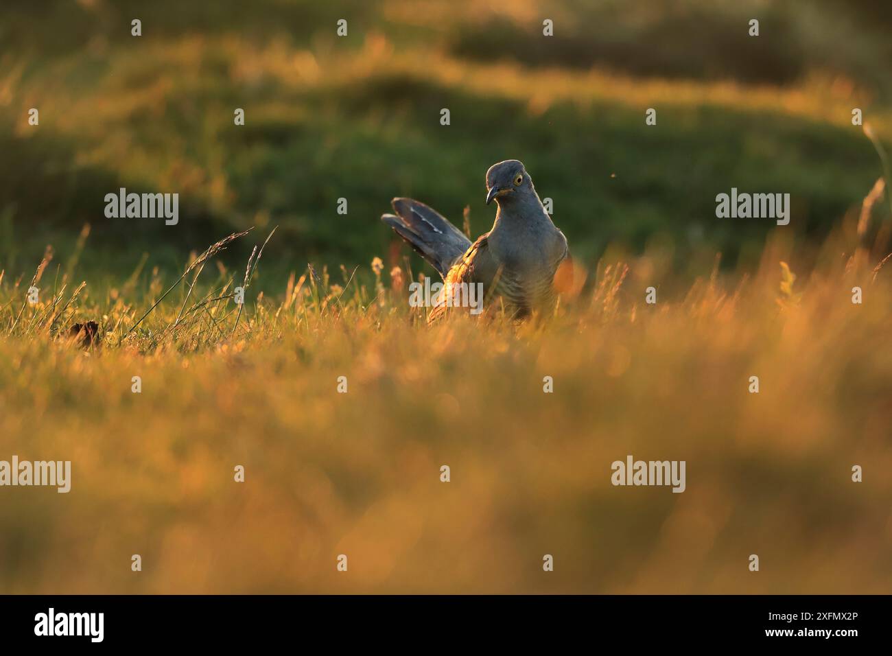Common cuckoo feeding hi-res stock photography and images - Alamy