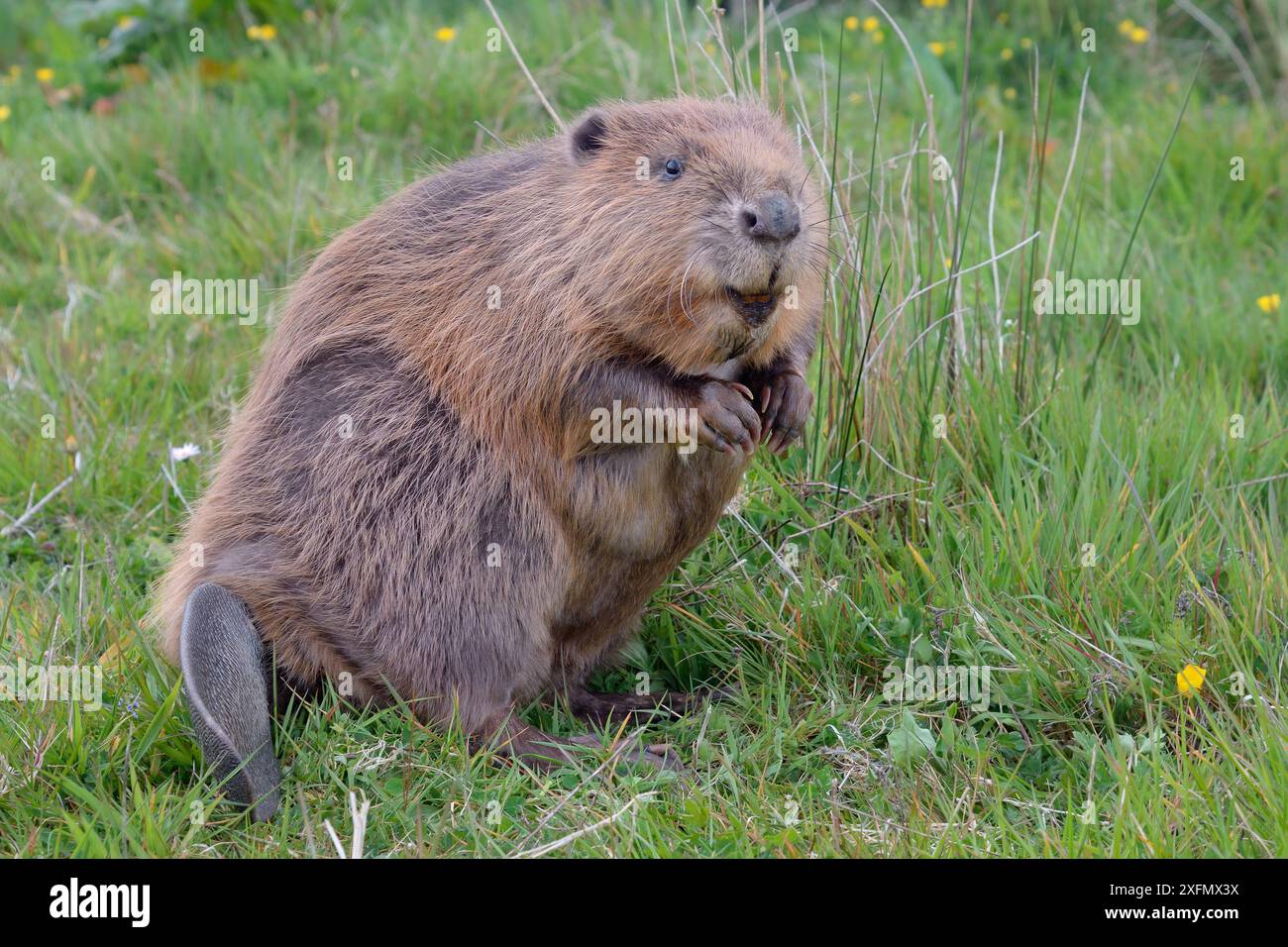 Fiber animals hi-res stock photography and images - Alamy