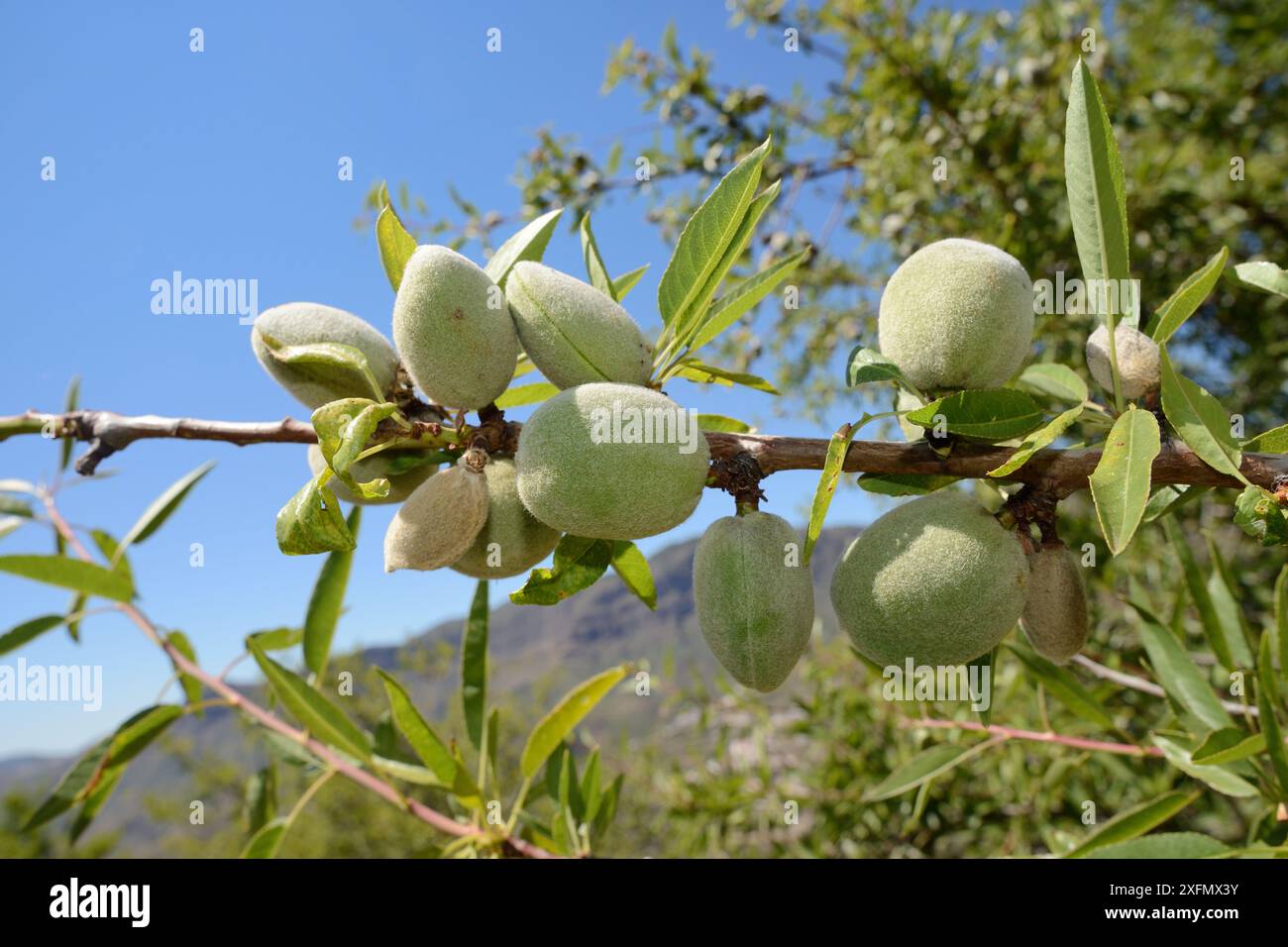 Almond (Prunus dulcis amygdalus / Amygdalus communis) fruits on a tree ...