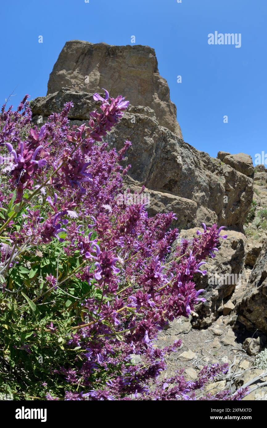 Canary island sage (Salvia canariensis) clump flowering below Roque ...