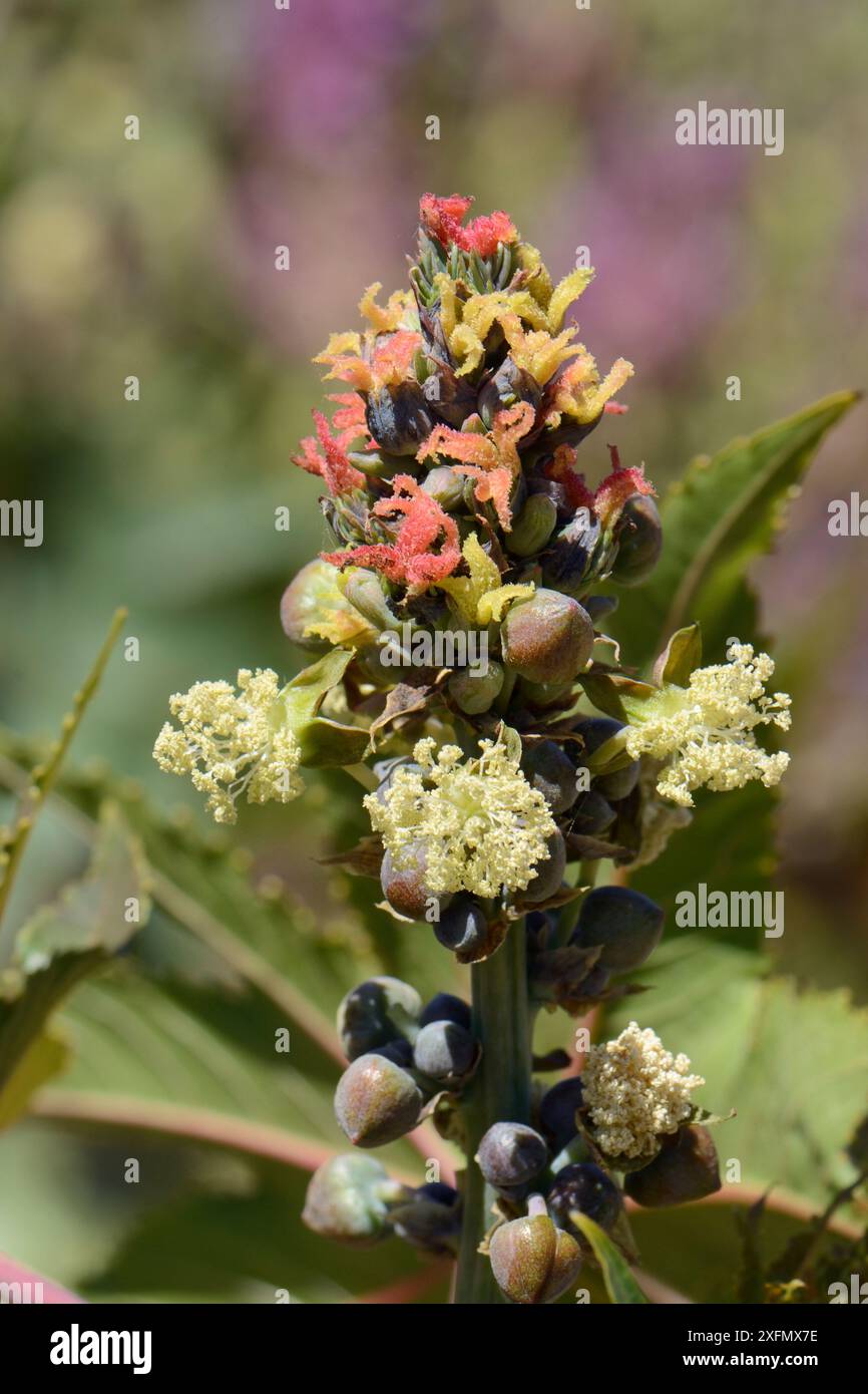 Ricinus borboniensis hi-res stock photography and images - Alamy