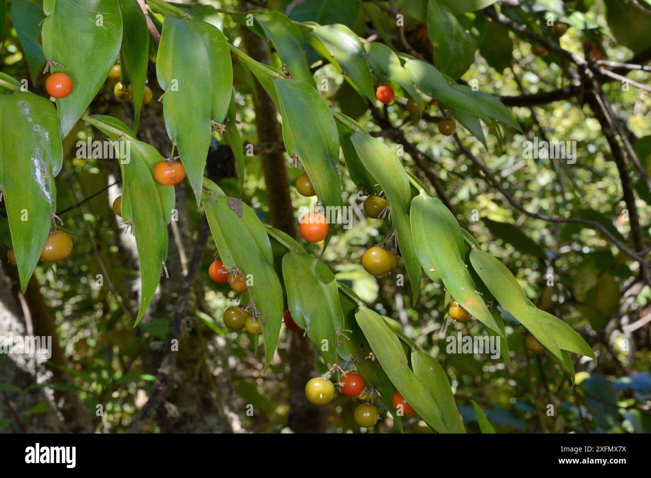 Doramas rural park gran canaria unesco biosphere reserve hi-res stock ...