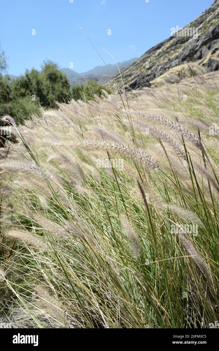 Dense stand of Cat tail / African Fountain grass (Pennisetum setaceum ...