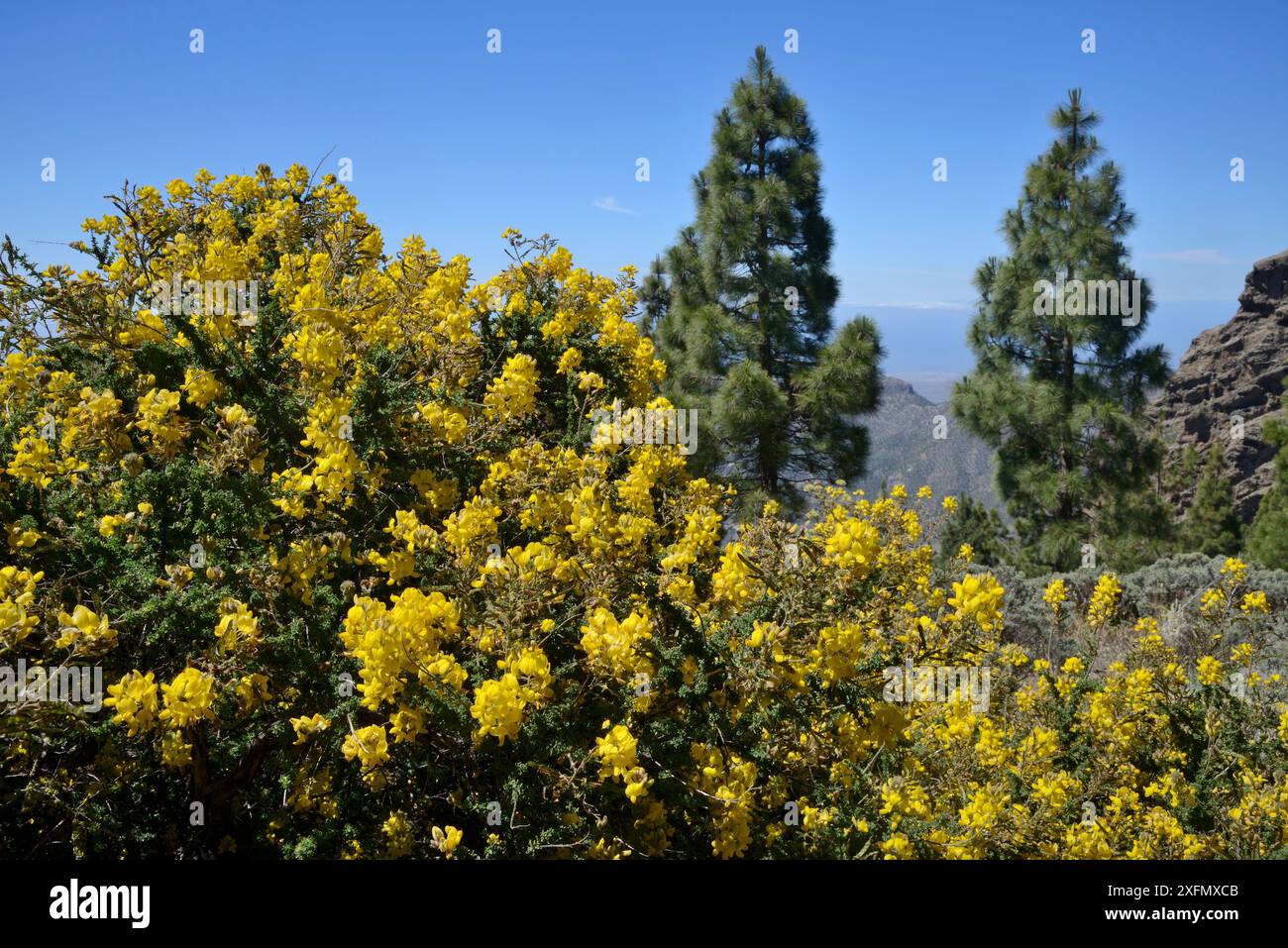 Flowering Gran Canaria broom (Teline microphylla) bushes and stand of ...