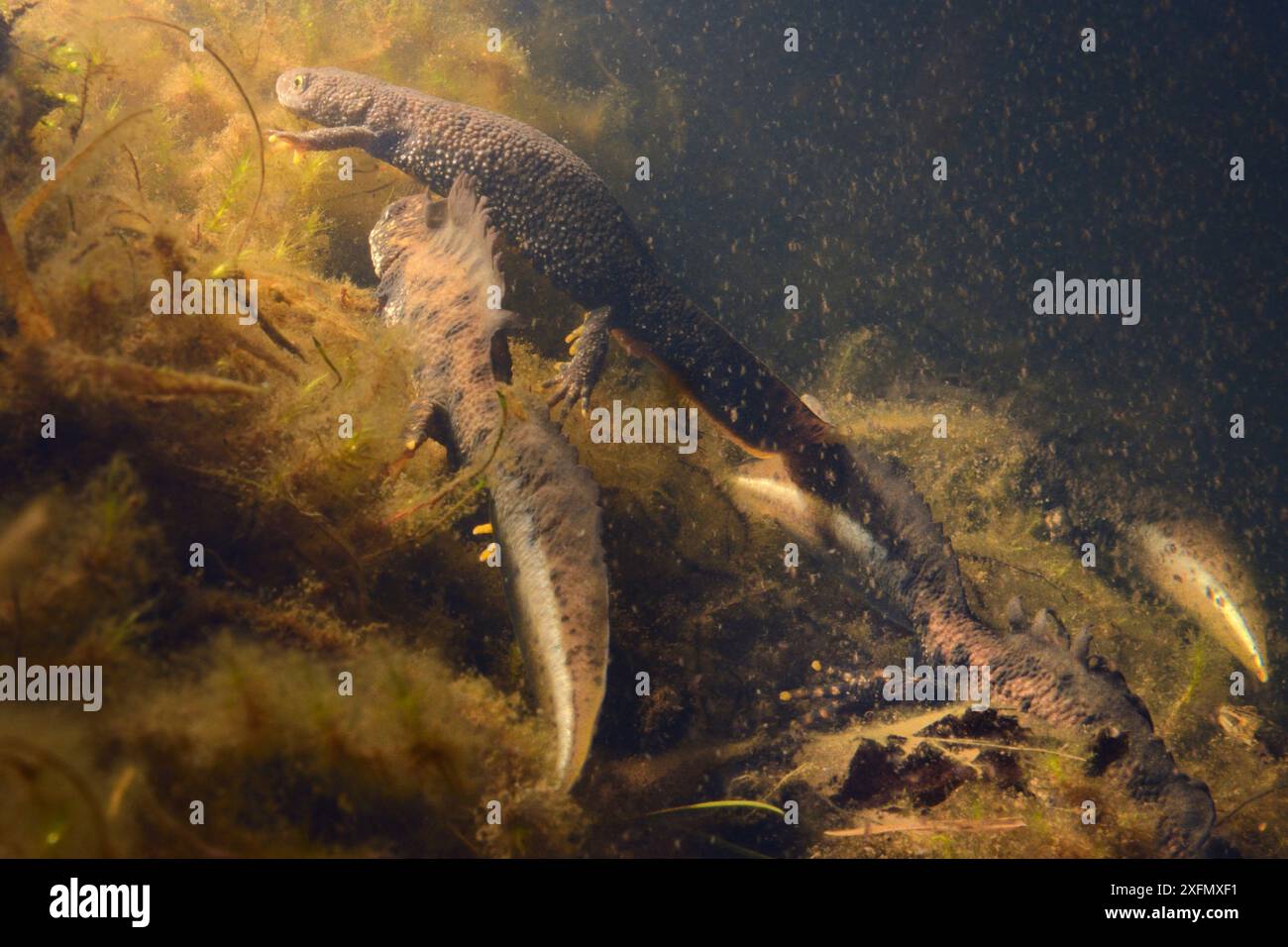 Great crested newt (Triturus cristatus) female aproaching two courting ...