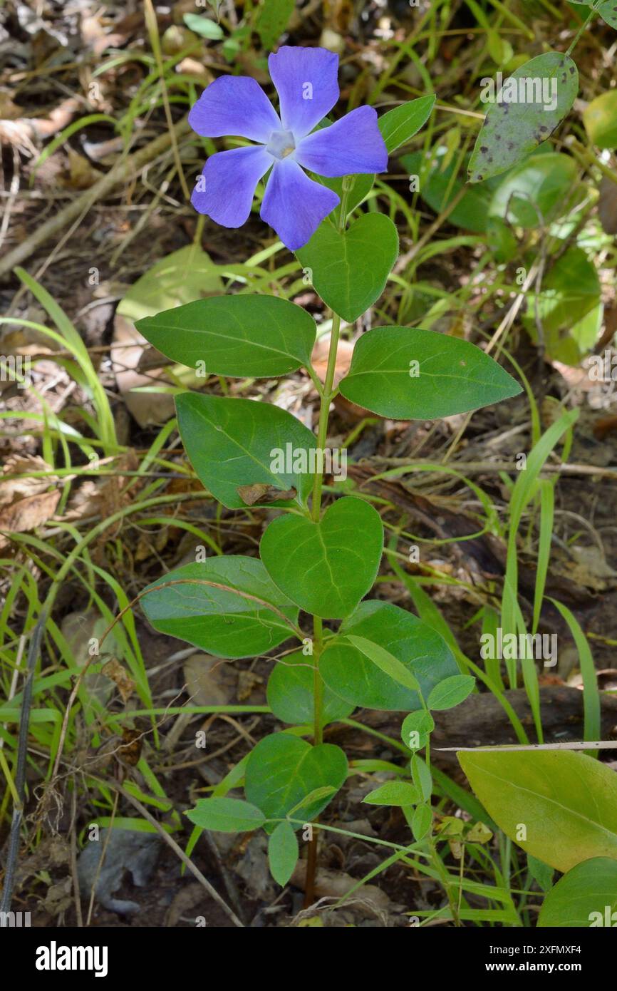 Vinca plants hi-res stock photography and images - Alamy