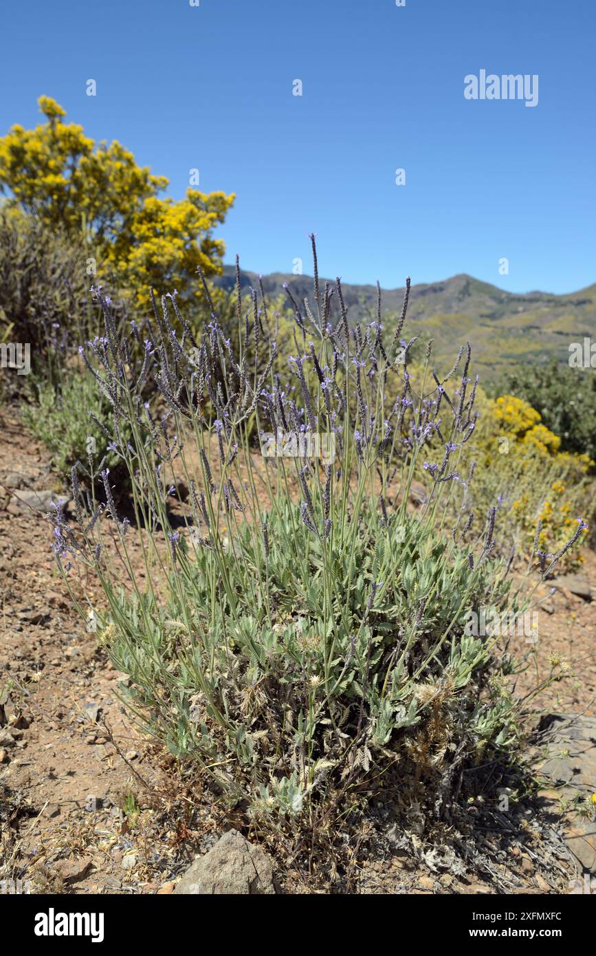 Lavandula minutoli hi-res stock photography and images - Alamy