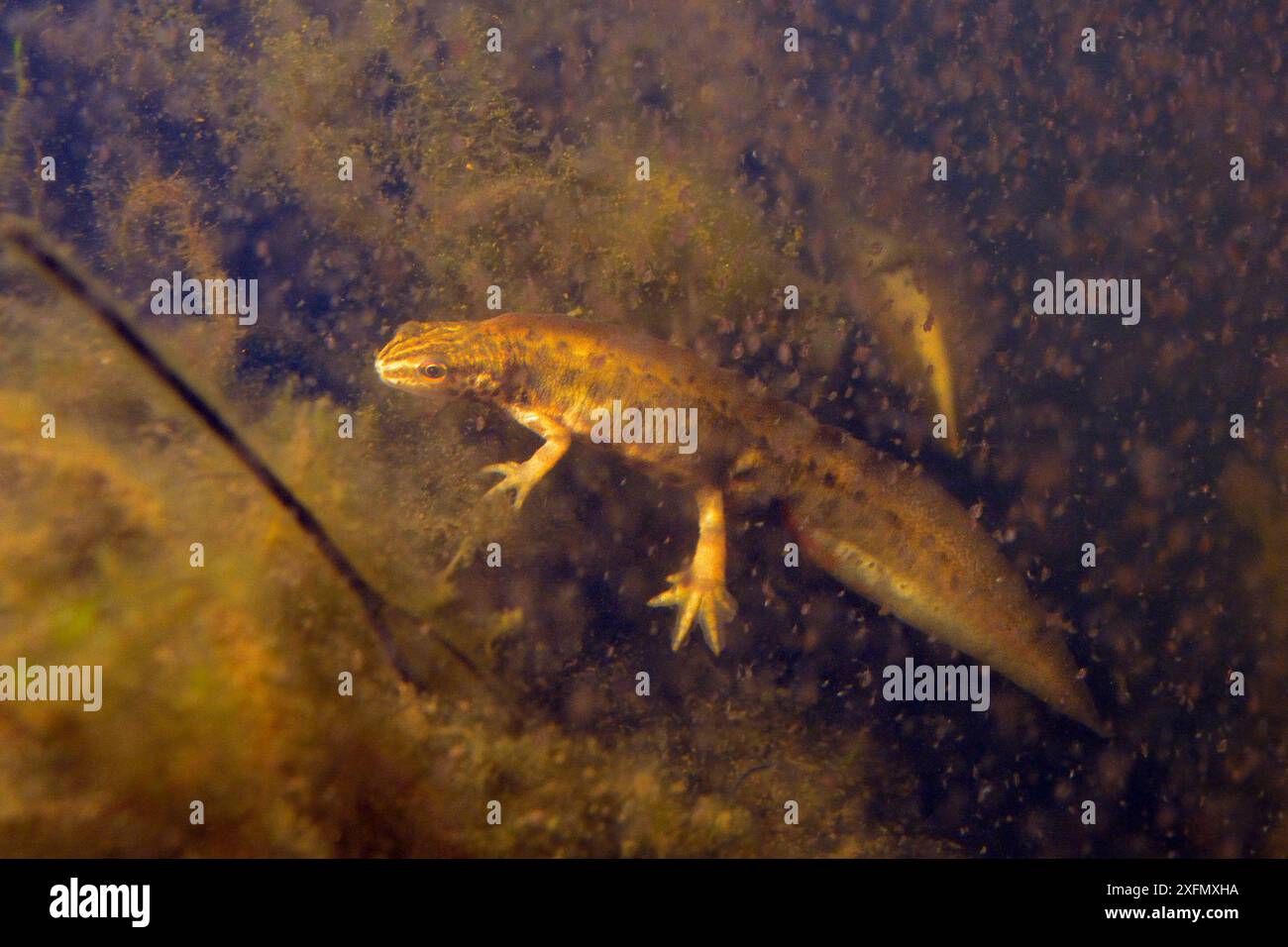 Water fleas hi-res stock photography and images - Alamy