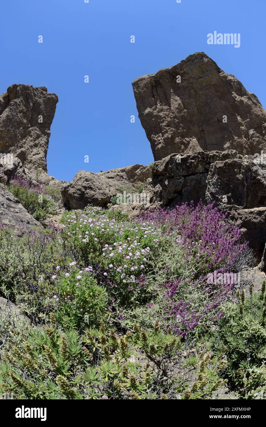 Canaries endemics Mountain scabious (Pterocephalus dumetorum) and ...