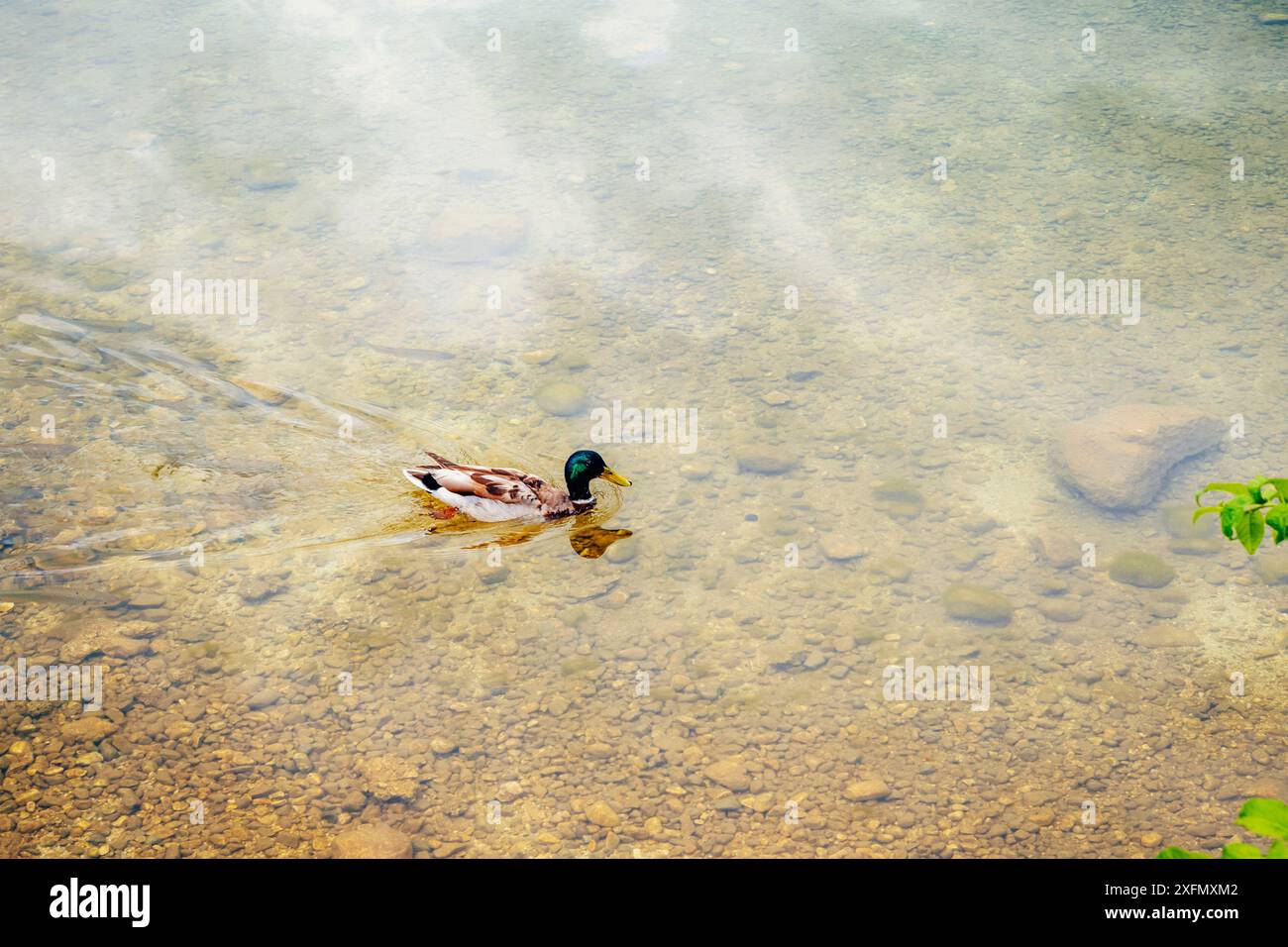 Transparent water in wild hi-res stock photography and images - Alamy