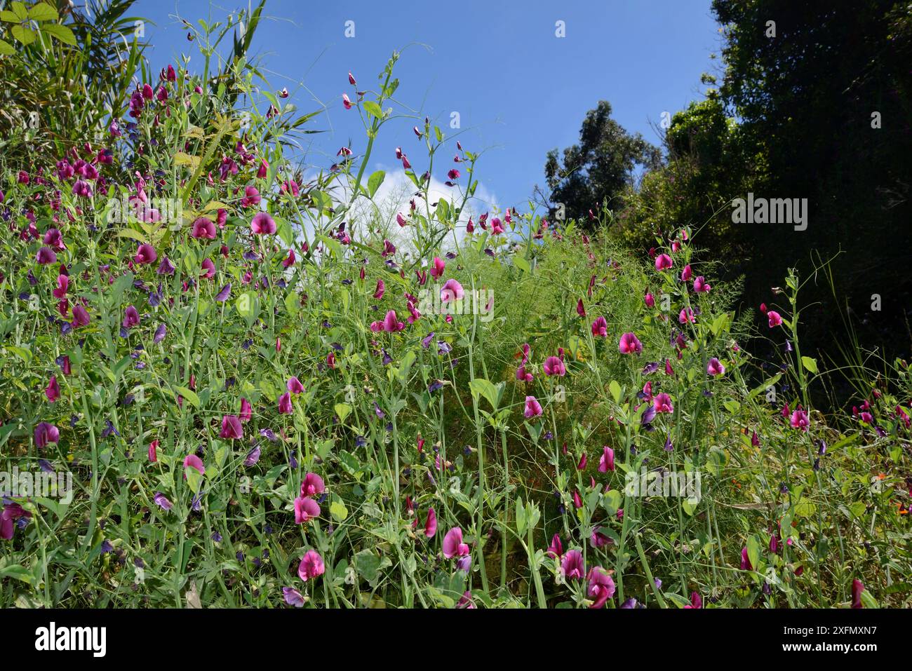 Tangier pea (Lathyrus tingitanus), a native species, flowering in one ...