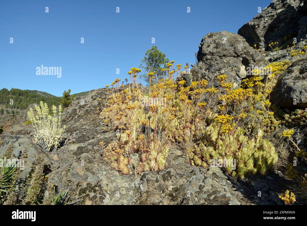 Gran Canaria endemic plants, Mountain ironwort (Sideritis dasygnaphala ...