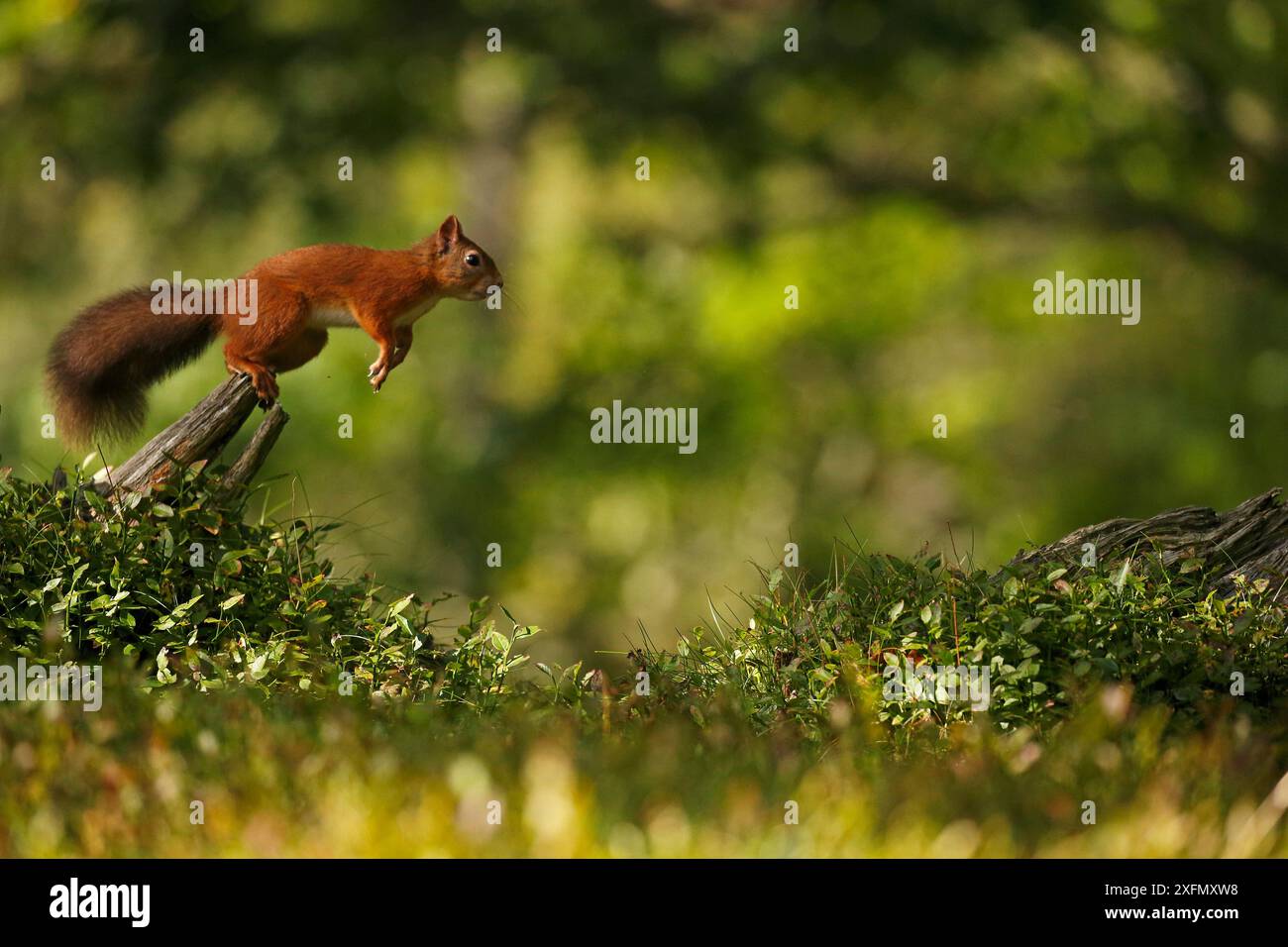 Red Squirrel (Sciurus vulgaris) leaping between tree stumps, Cairngorms ...