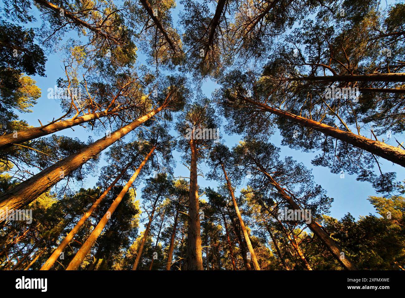 Scots pine (Pinus sylvestris) forest looking skywards towards forest ...