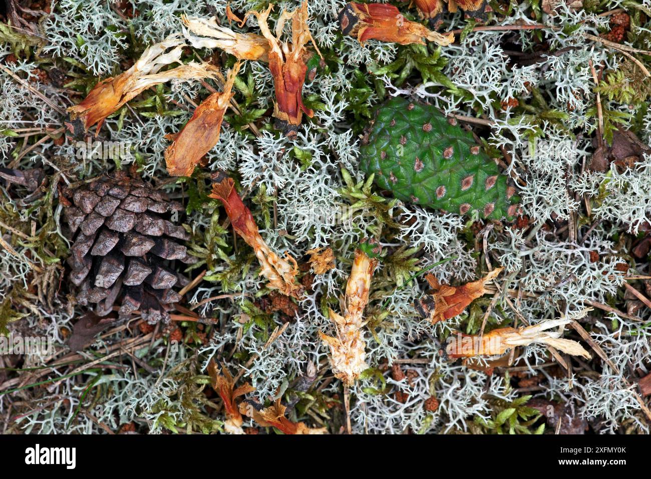 Scots pine (Pinus sylvestris) tree cones on forest floor, along with ...