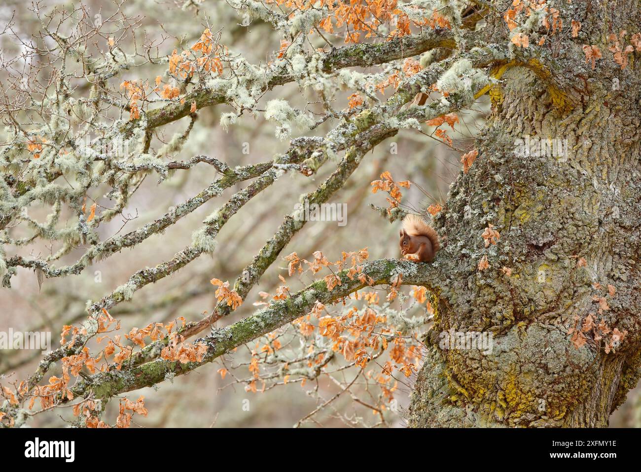 Ancient giant rodent hi-res stock photography and images - Alamy