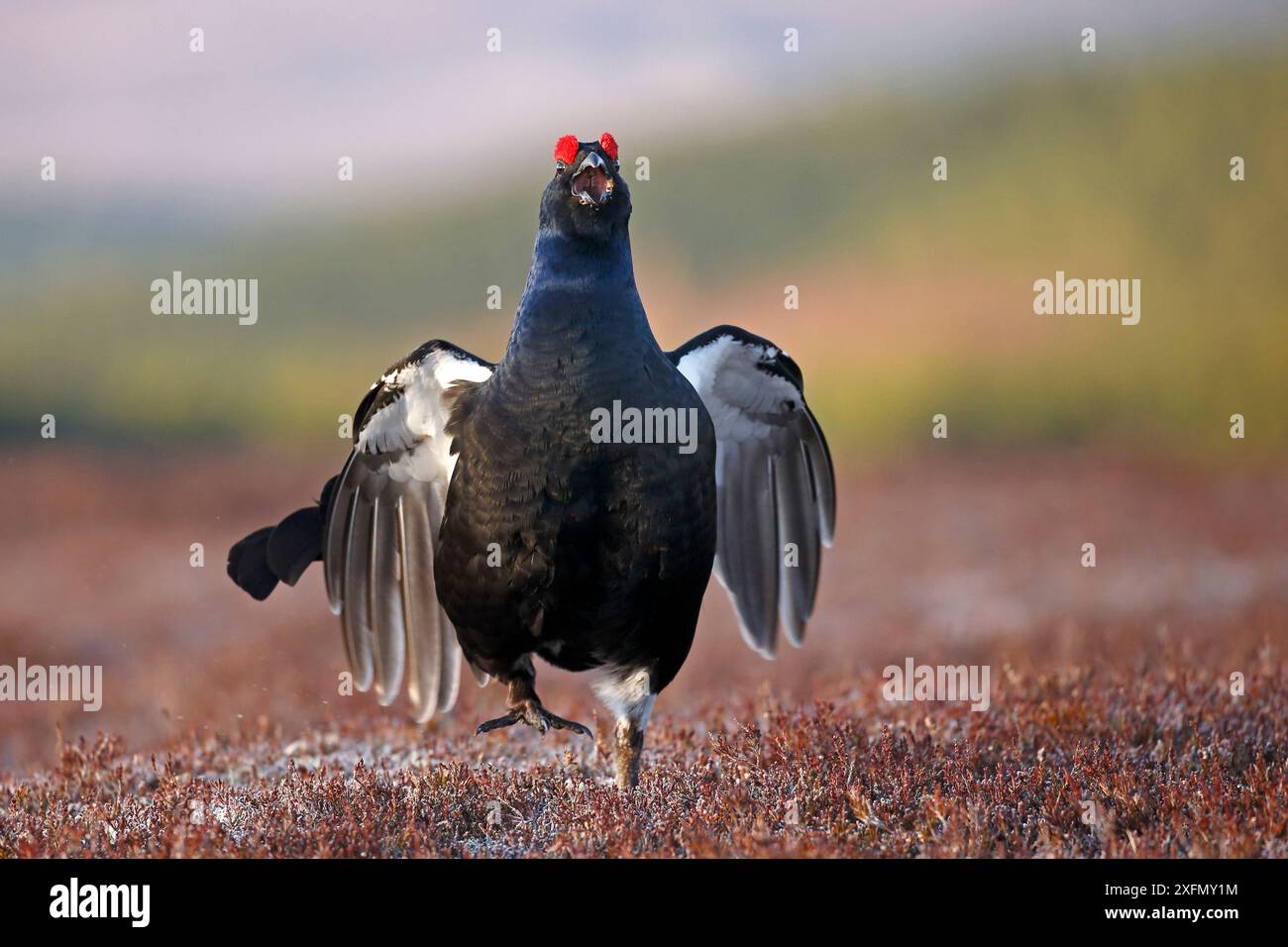 Black grouse (Lyrurus tetrix) male calling at spring lekking site ...
