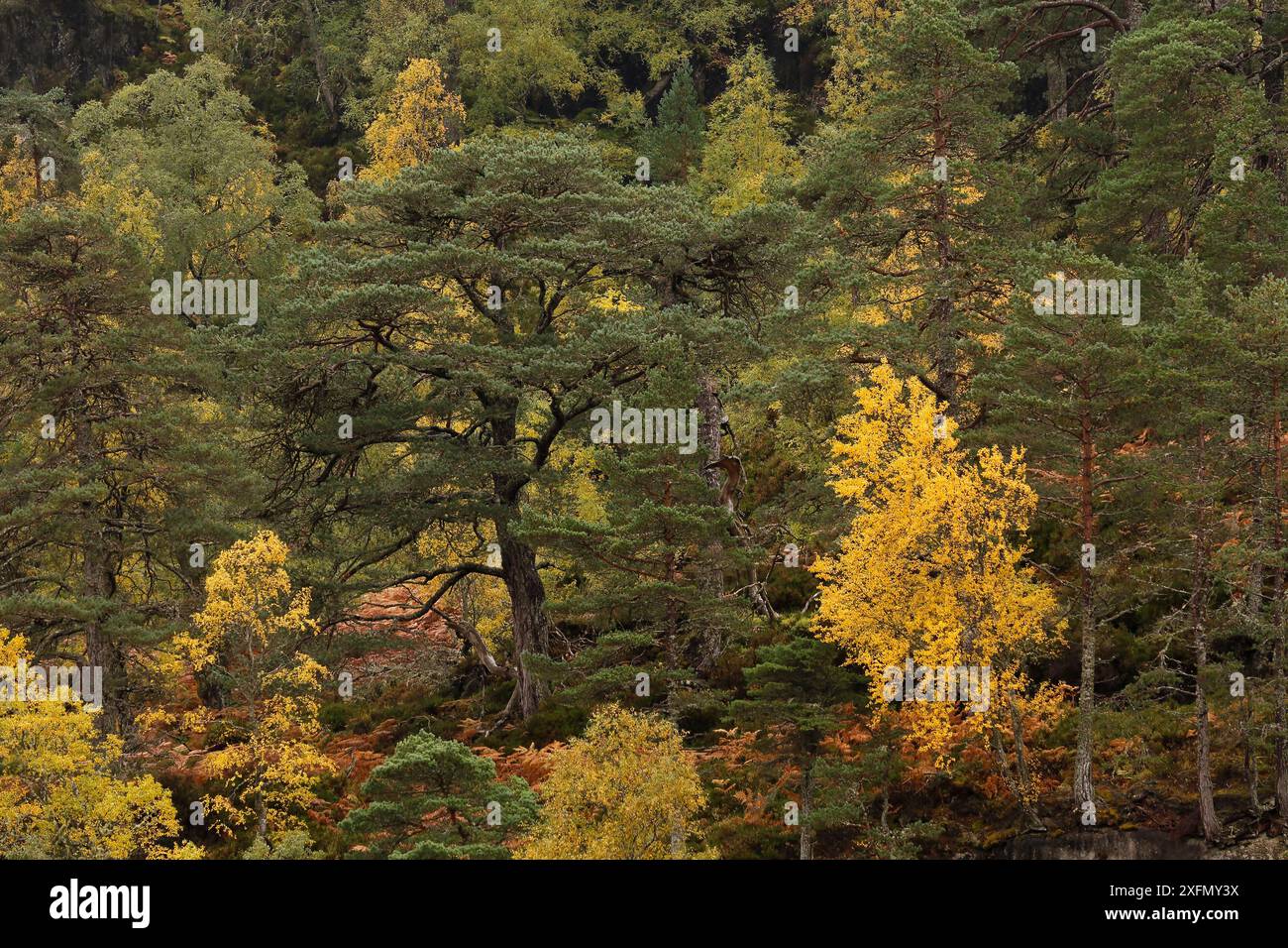 Mixed native woodland of Silver Birch (Betula pendula) and ancient ...
