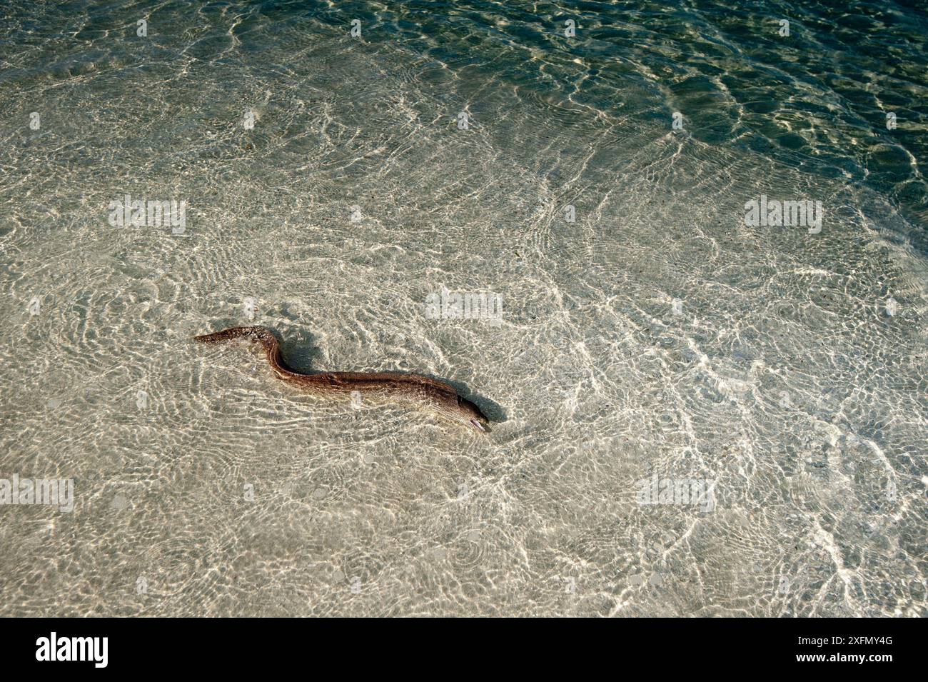 Whitemouth moray eel (Gymnothorax meleagris) swimming in shallow water ...