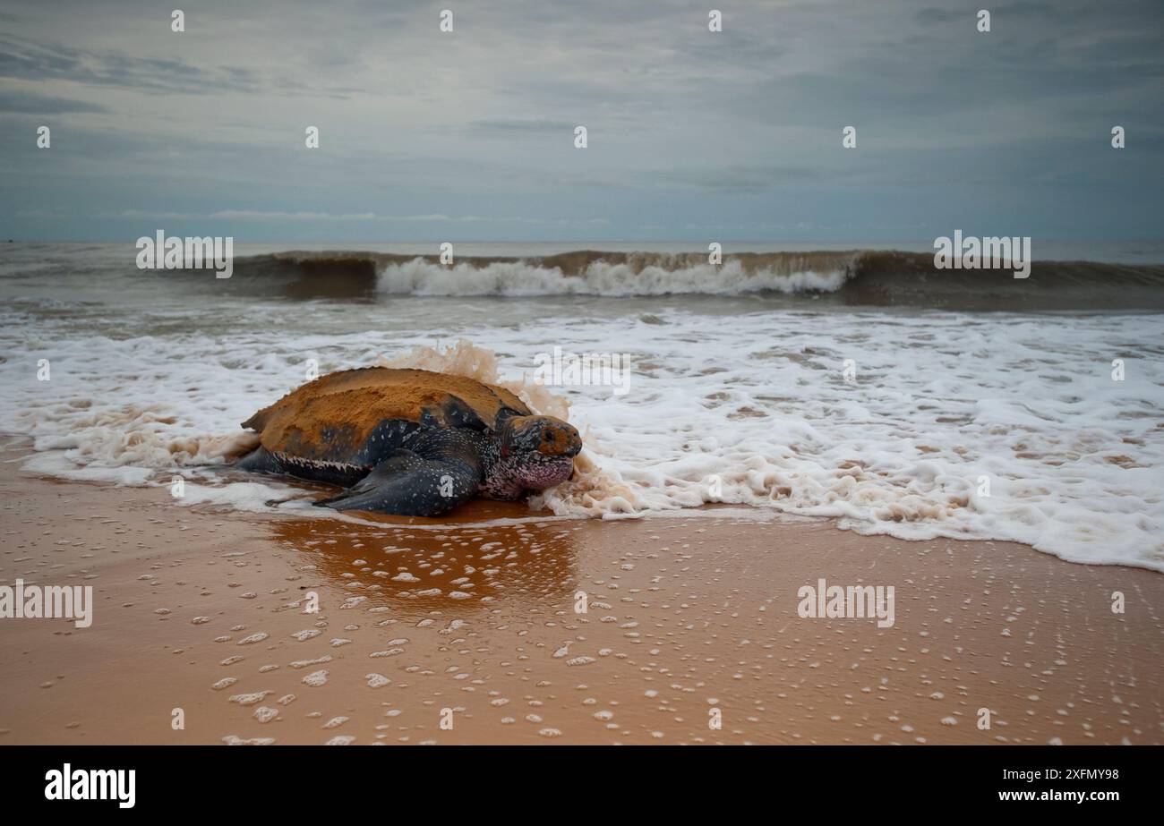 Leatherback turtle (Dermochelys coriacea) female returning to the sea ...