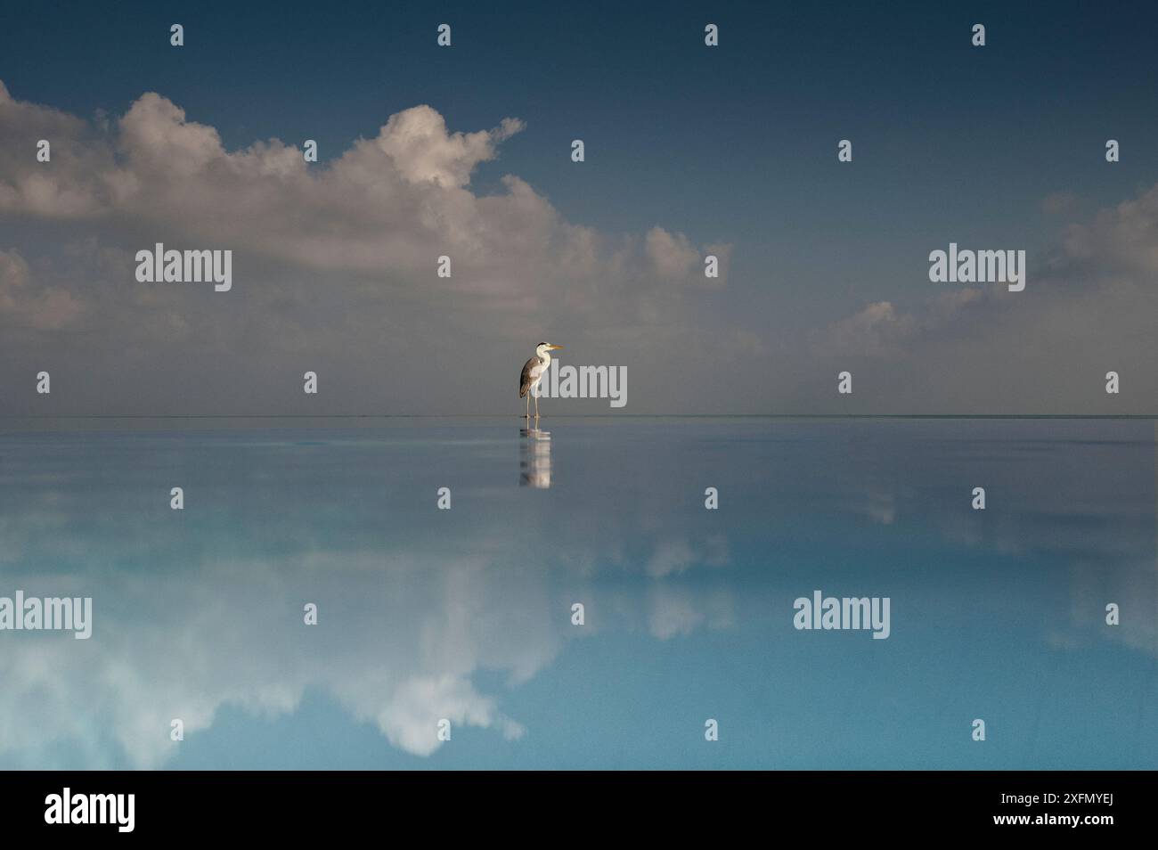 Infinity rim swimming pool hi-res stock photography and images - Alamy